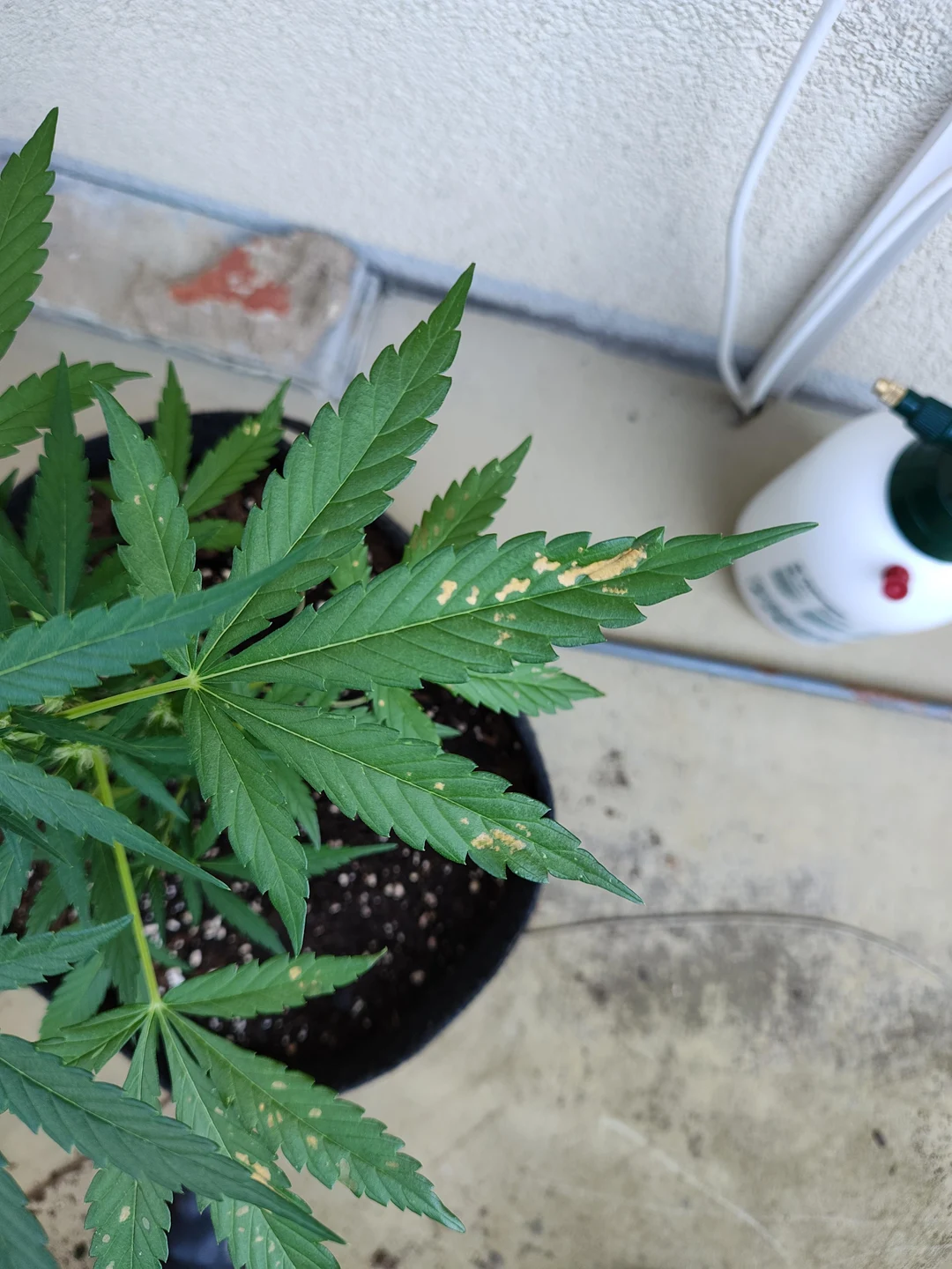 Help! My leaves are turning yellow | Scrolller