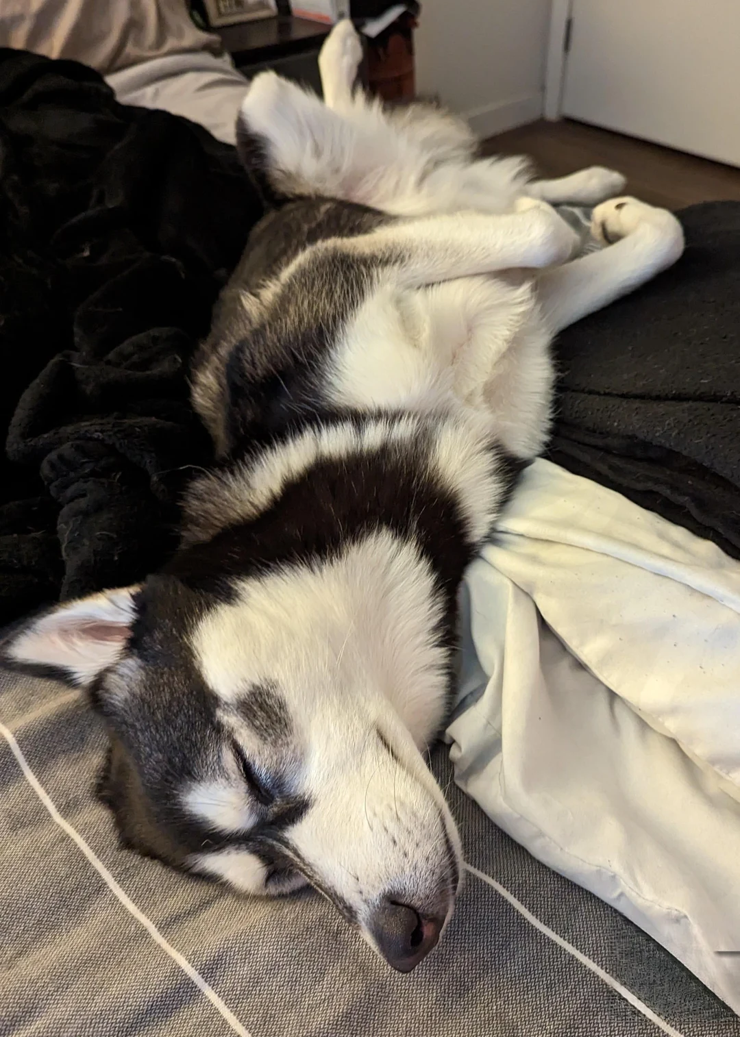 1 Ear Bandit | Scrolller