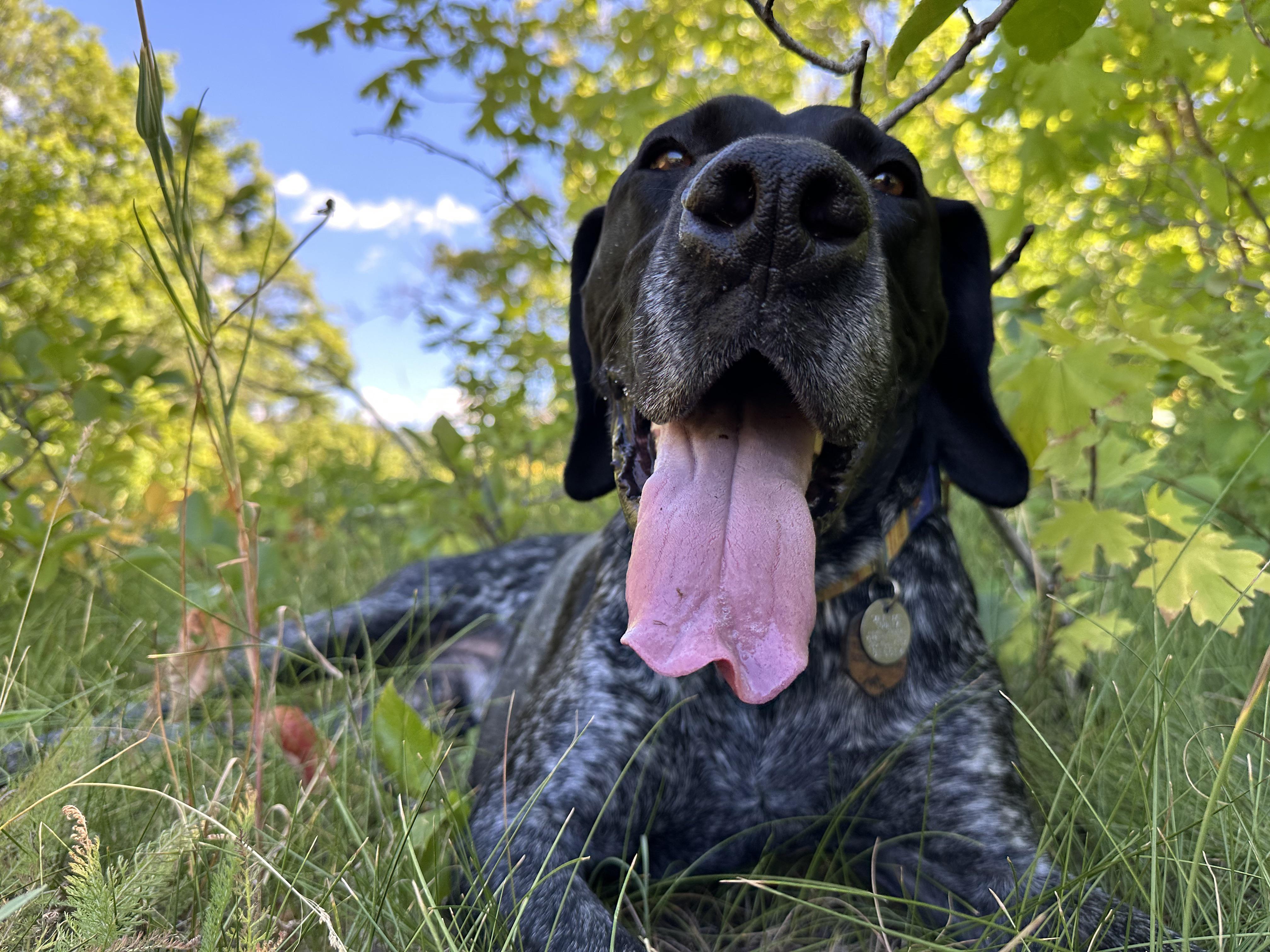 My GSP Leo keeps me in shape. Here is him taking a break on our run other day | Scrolller