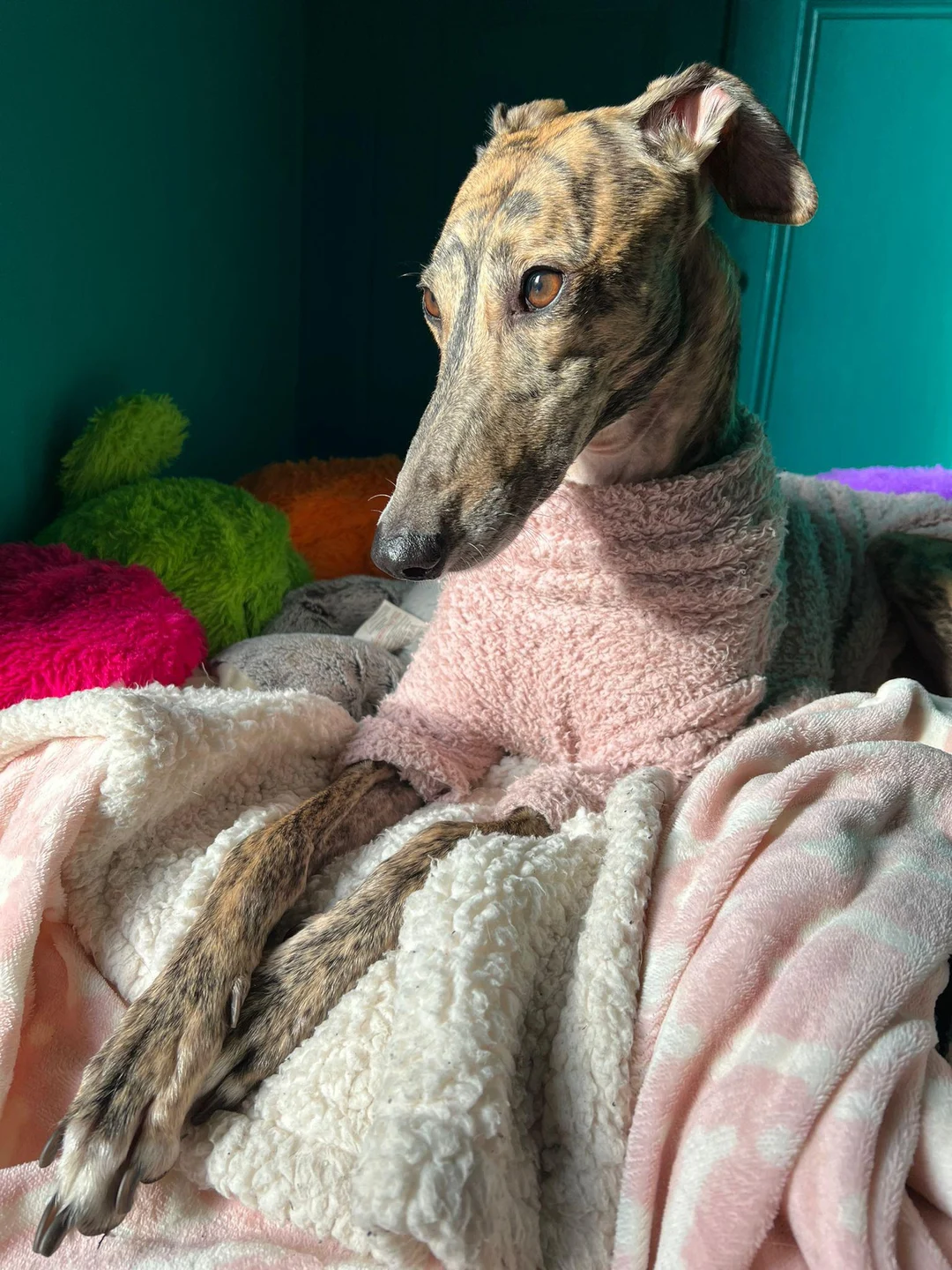 Pecan basking in the sunlight. | Scrolller