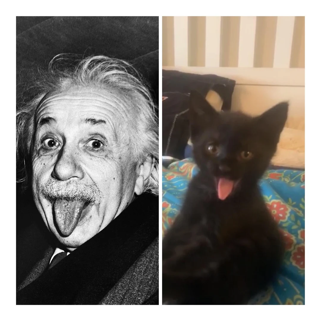 Einstein reincarnated | Scrolller