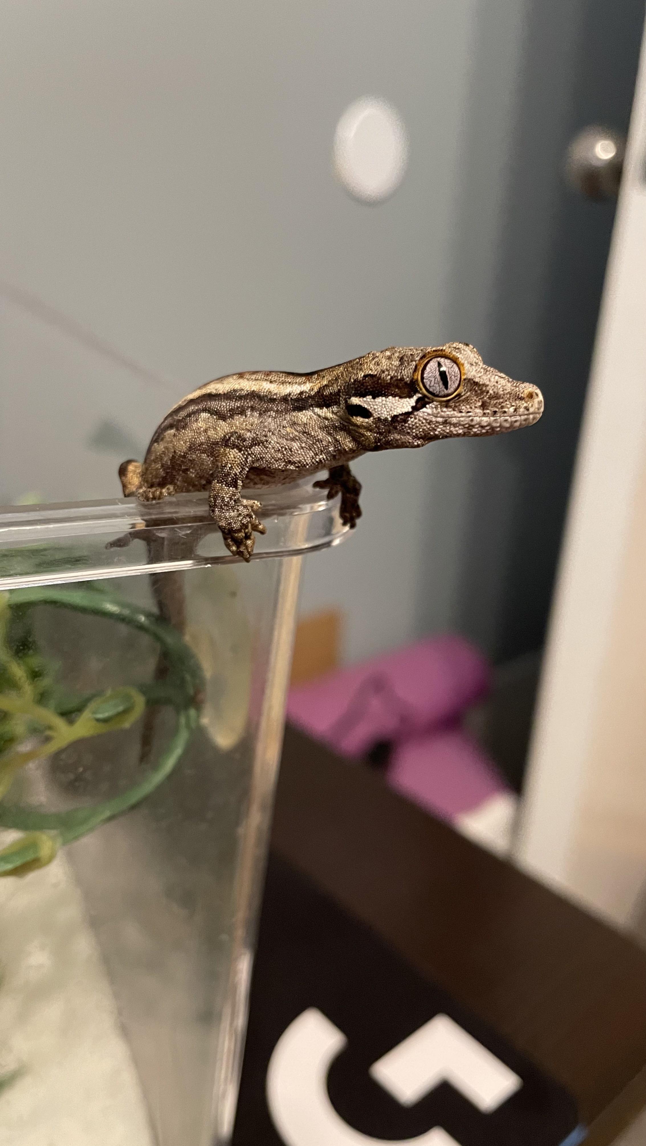 Meet Oreo | Scrolller