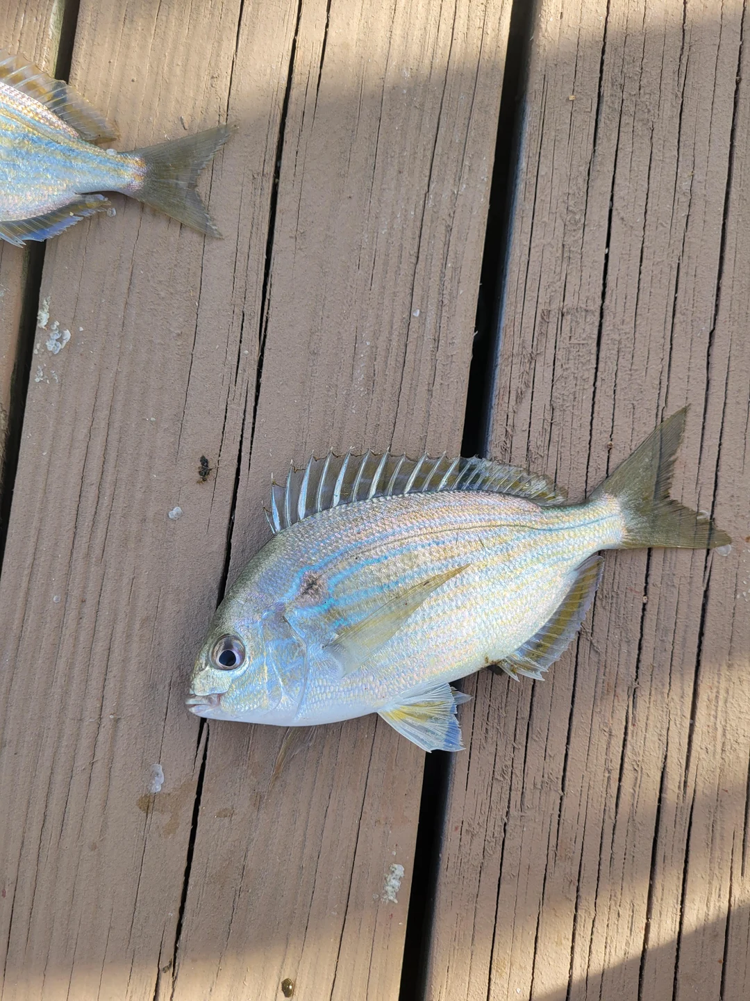 Help identify | Scrolller