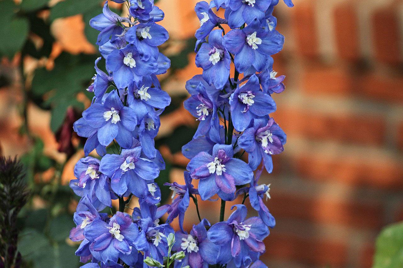 Tips on growing Larkspur from seeds? | Scrolller