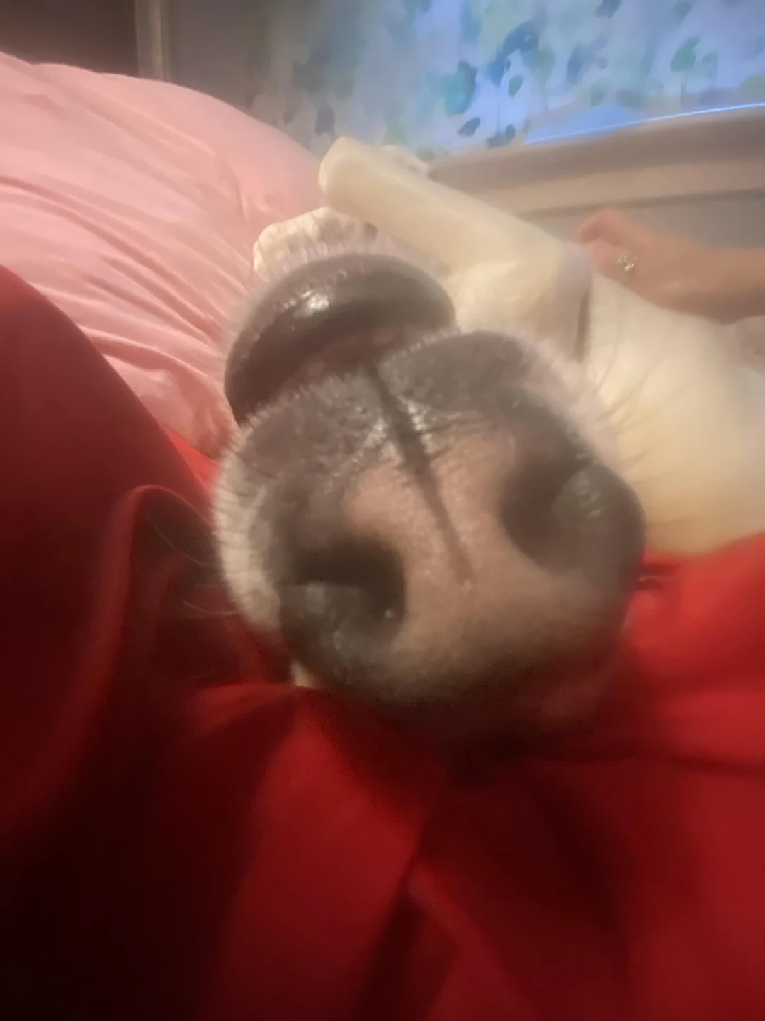 Happy belly rubs | Scrolller