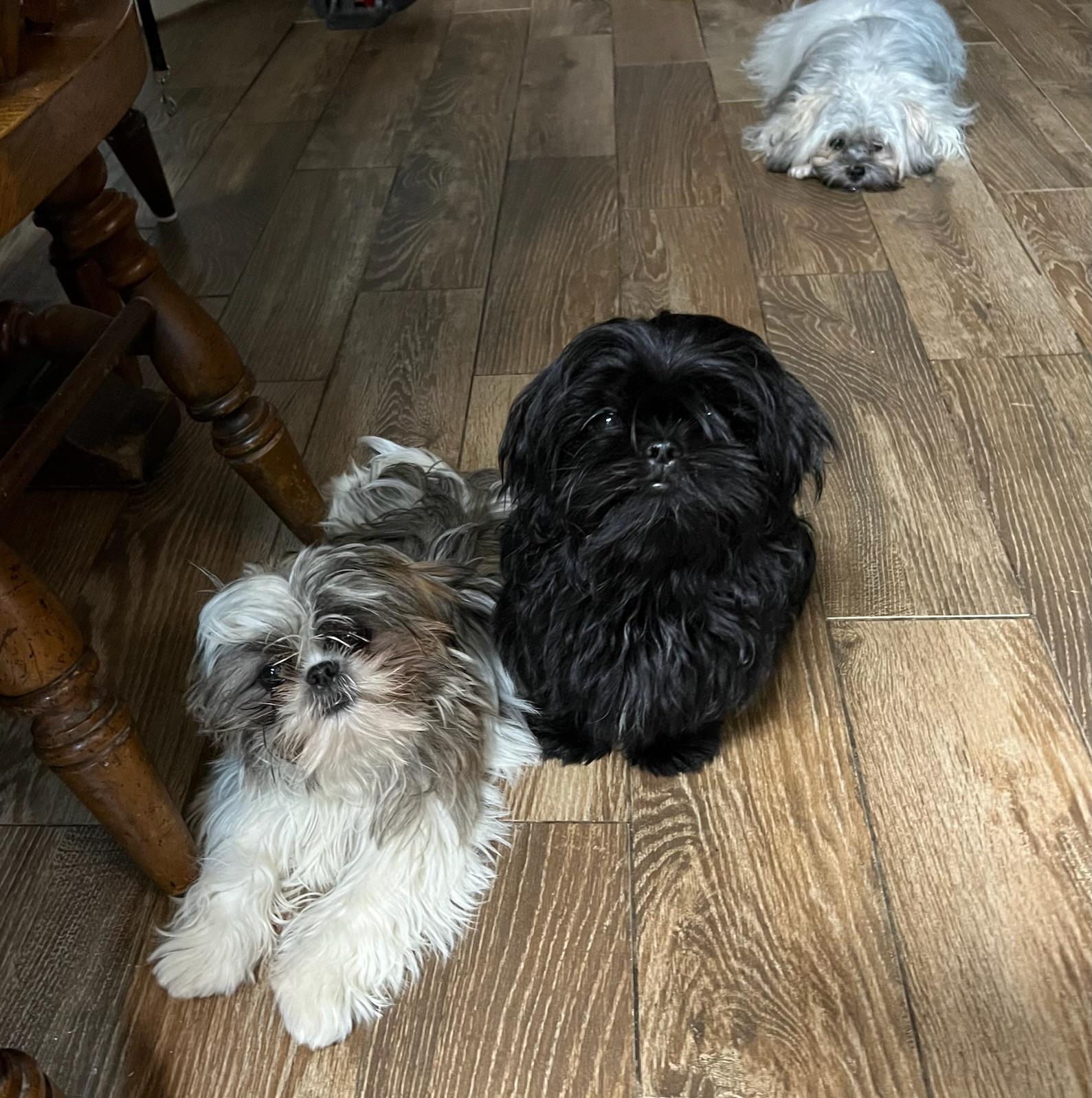 Little Bears | Scrolller