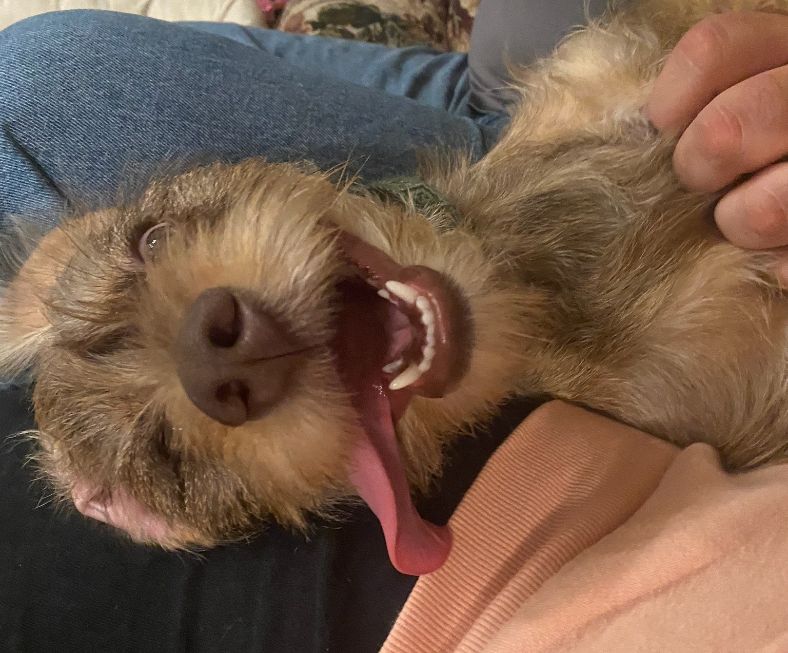 This is Toby. Does he fit here? [OC] | Scrolller