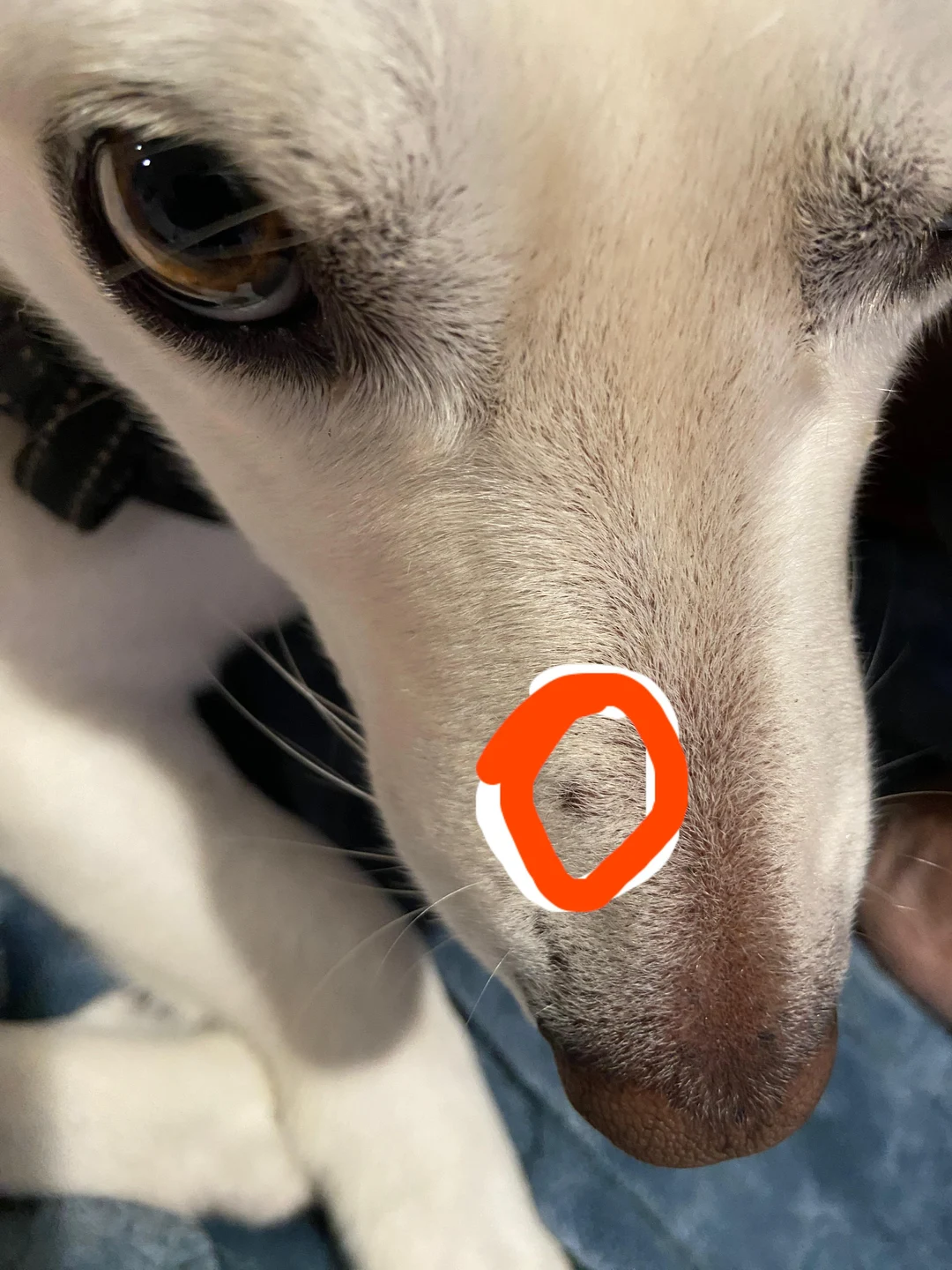 My dog has a bump on nose | Scrolller