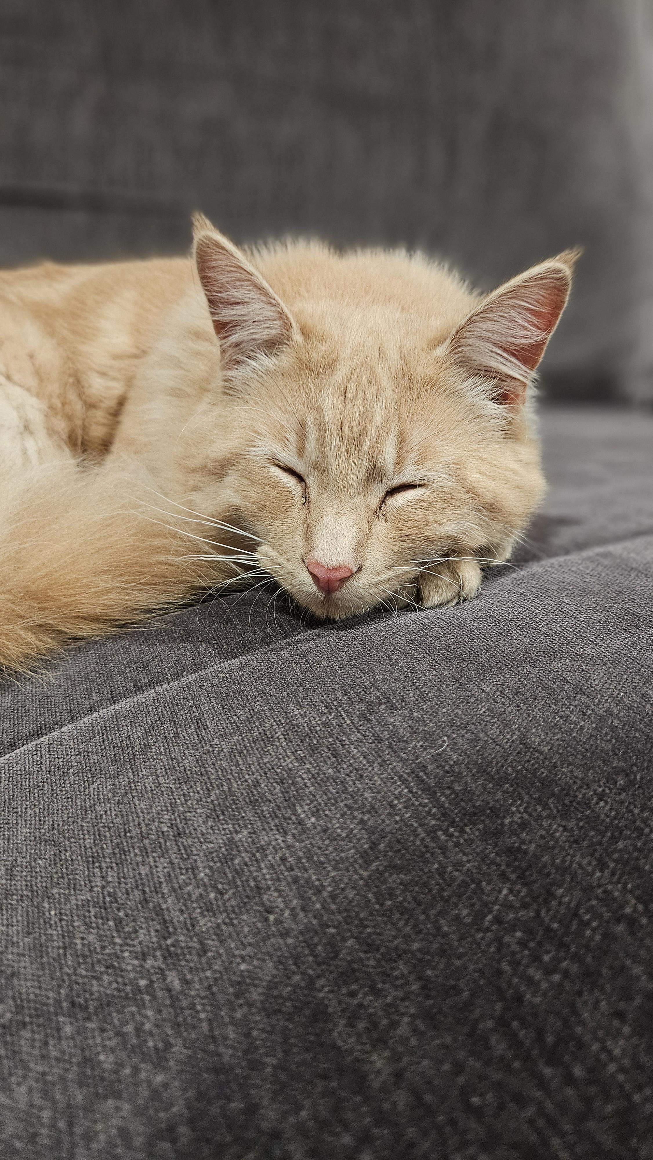 Discover more like Aww: The stray Car has invaded the home and has conquered the couch. He now ...
