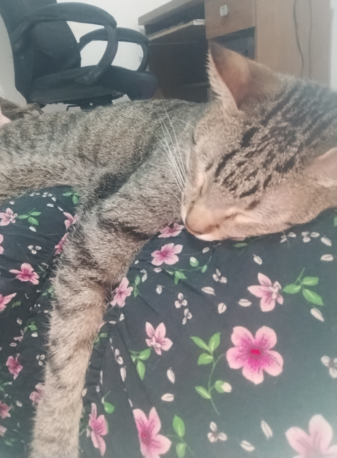 Sleeping | Scrolller