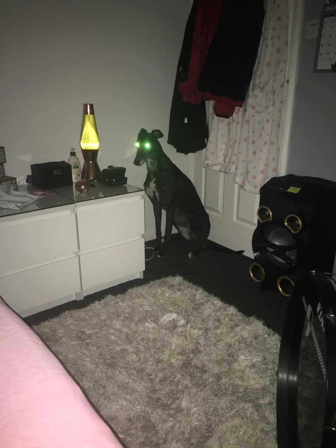 here's peaches, looking like a cryptid | Scrolller