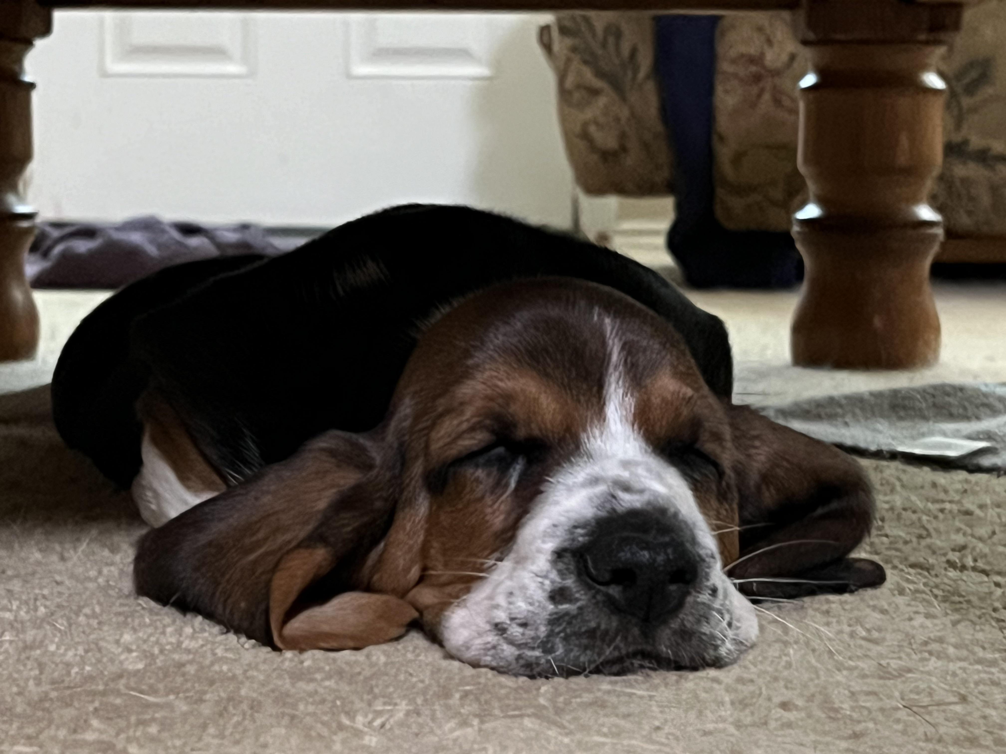 She’s just so sleepy | Scrolller