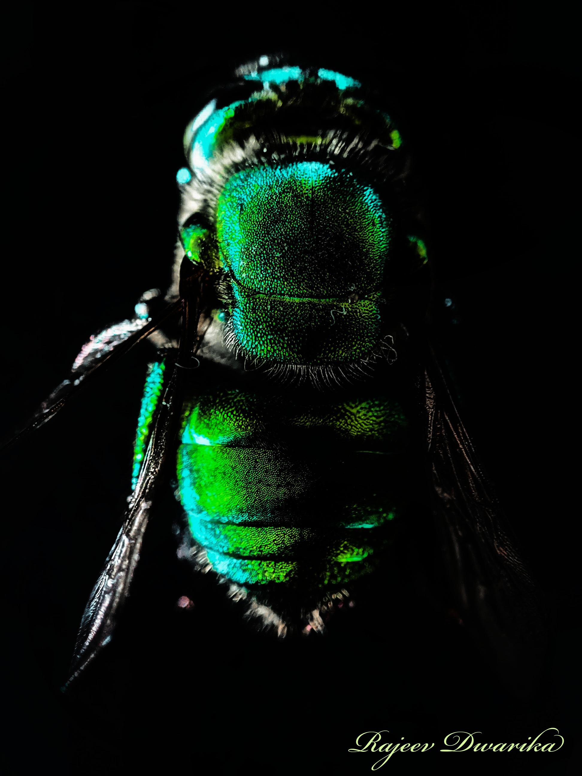 Macro Shot of an Orchid Bee, Shot on Poco F3 | Scrolller