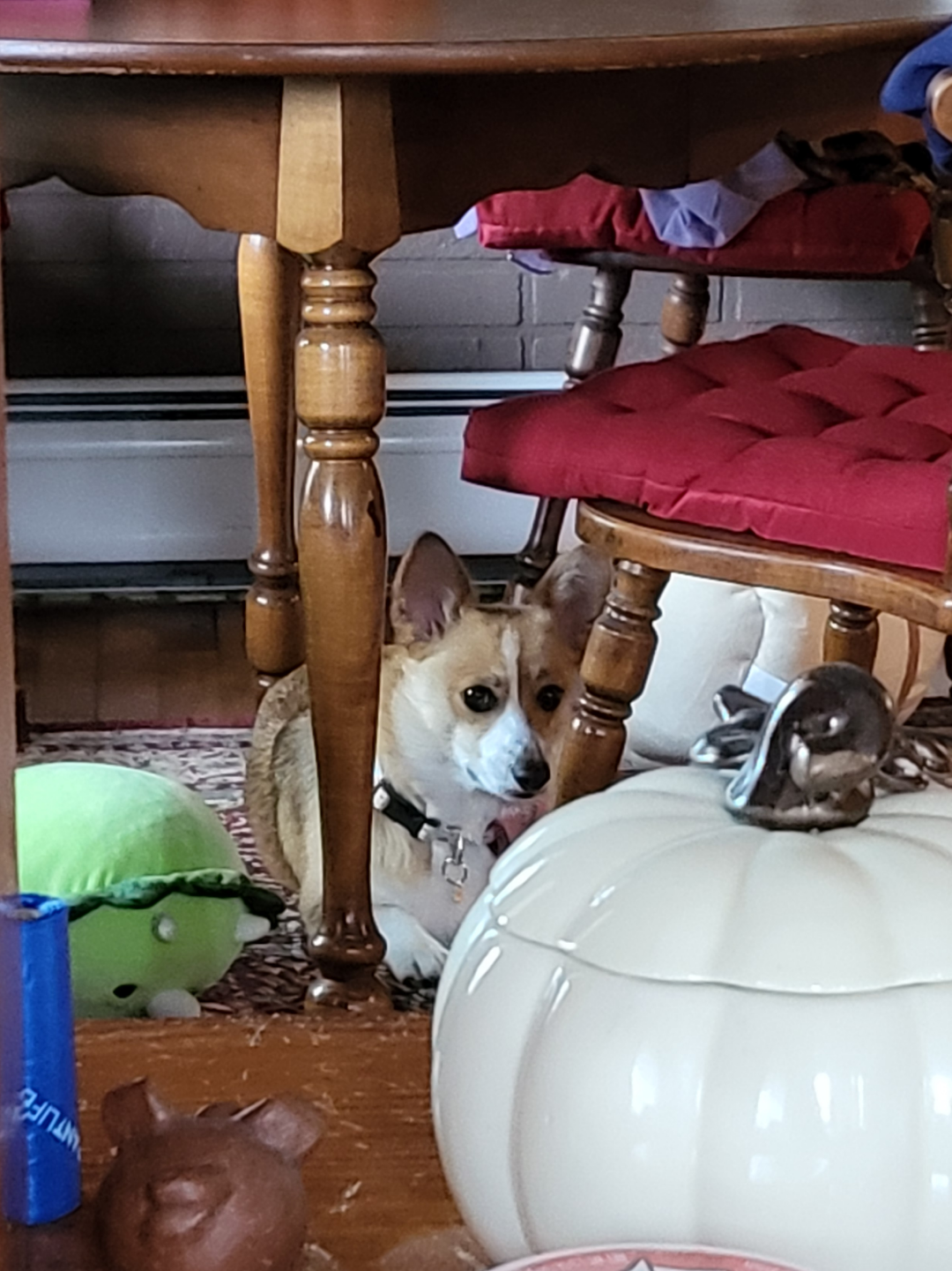 Her only fear is frozen drinks | Scrolller