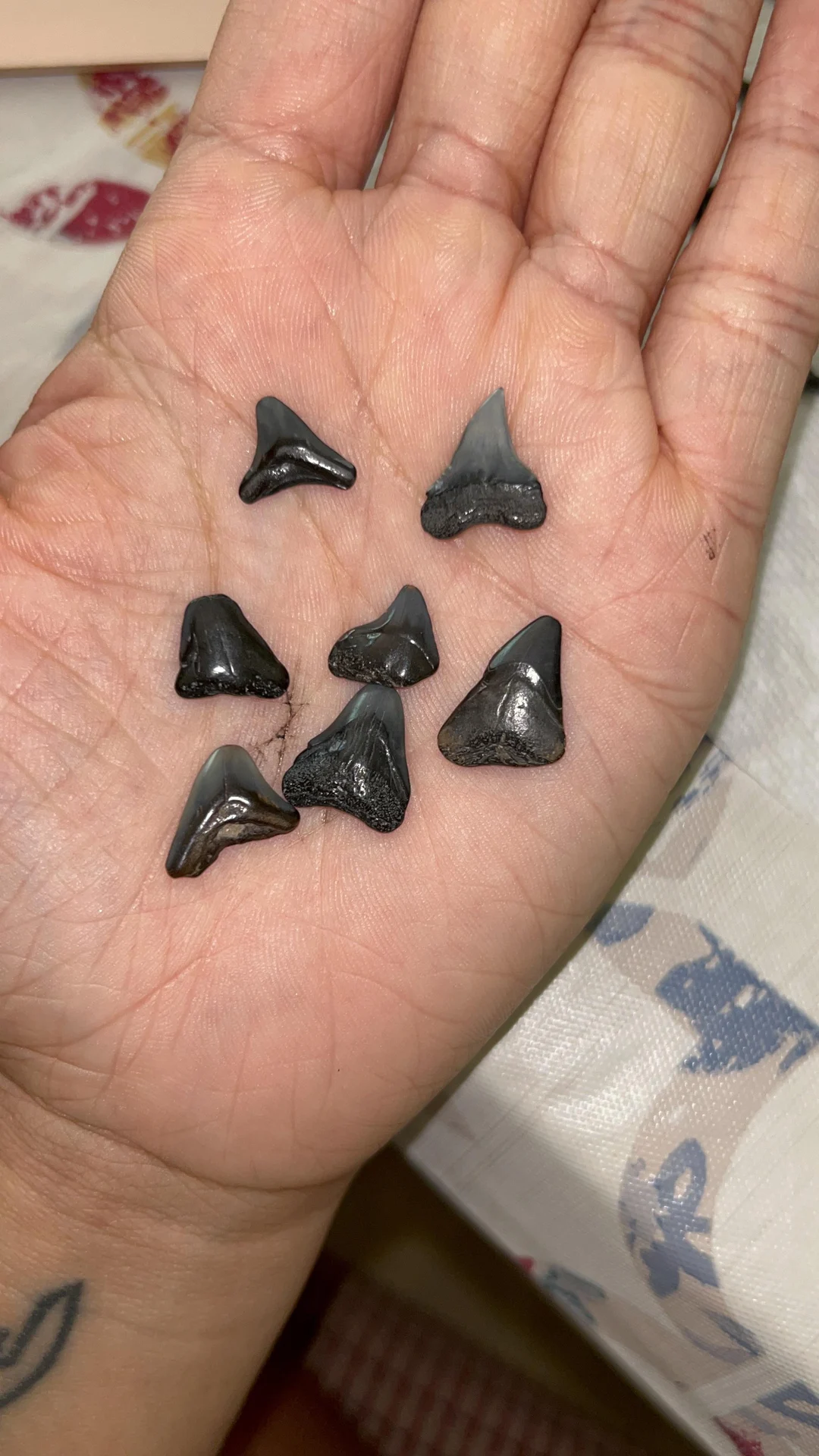ID for shark teeth | Scrolller