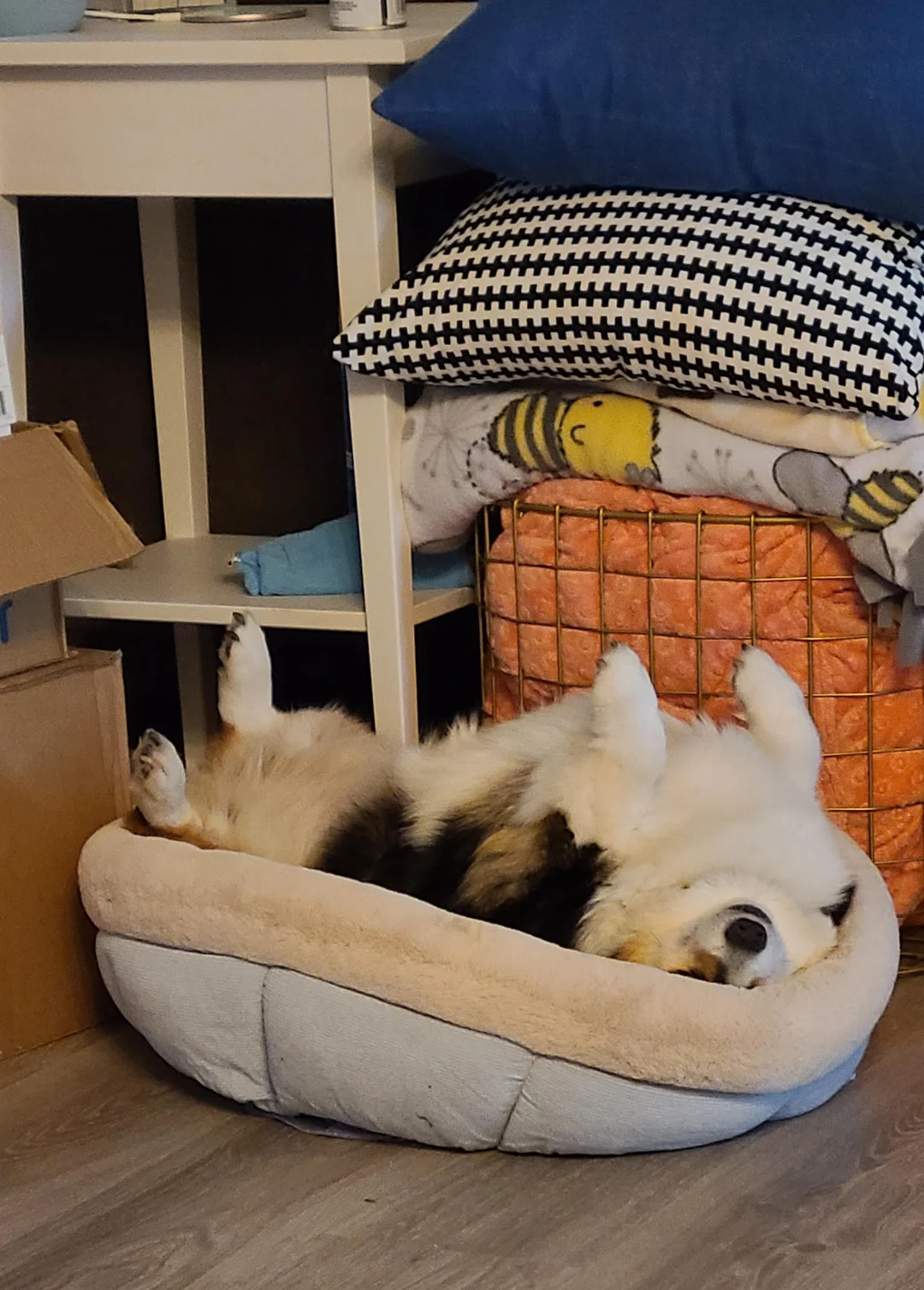 Cori says moving is hard work. | Scrolller