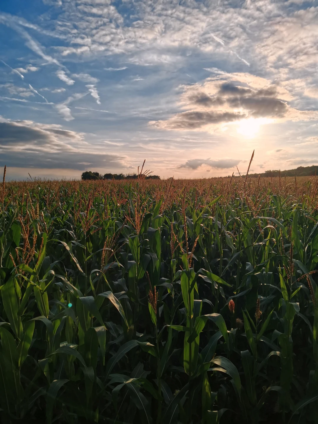 The sun is setting over the Eifel area in western Germany [OC] | Scrolller