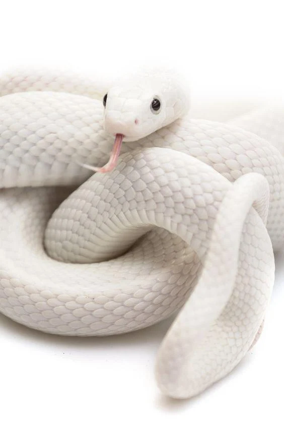 White snake | Scrolller