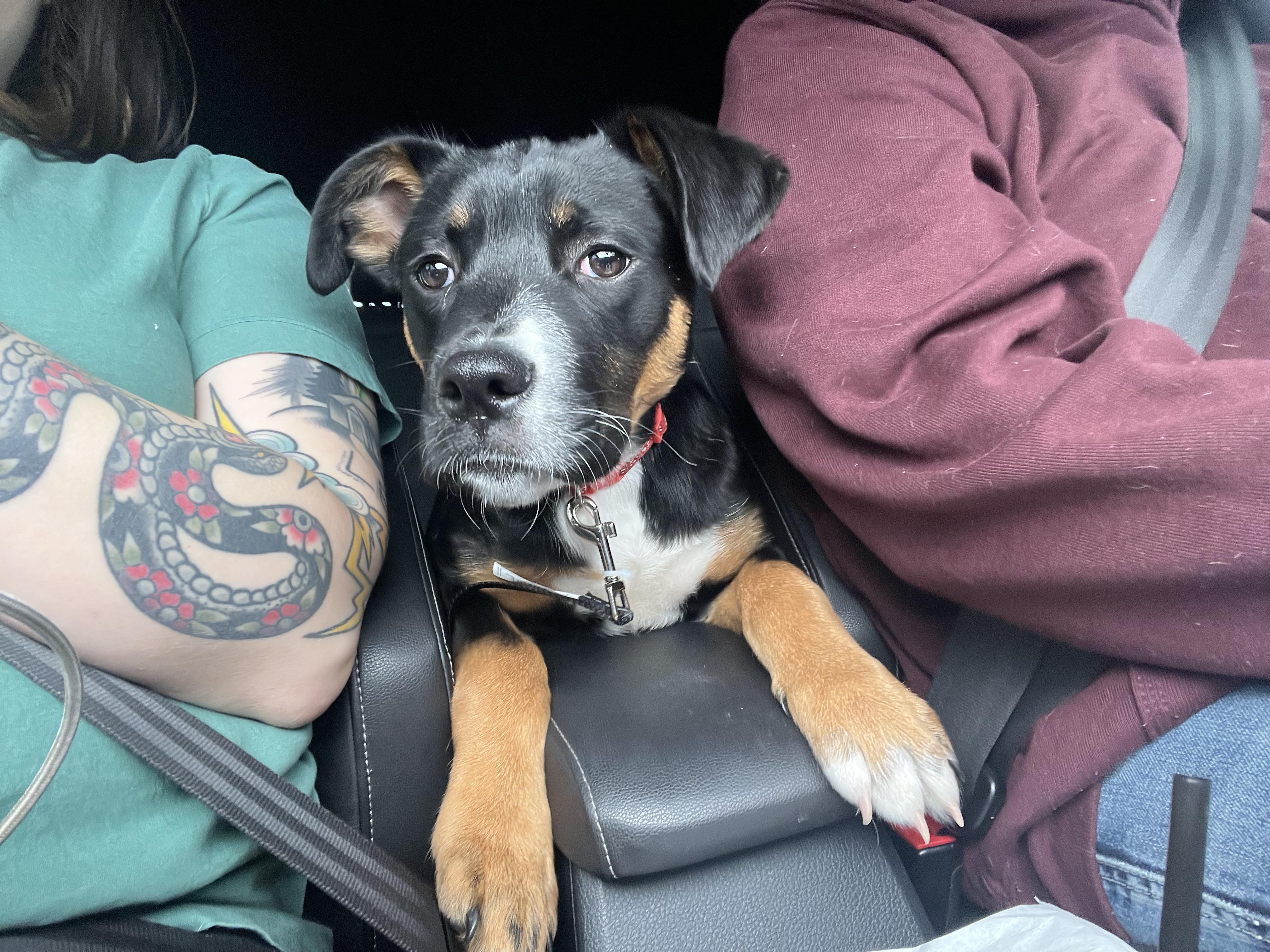 Rott/husky/pit | Scrolller