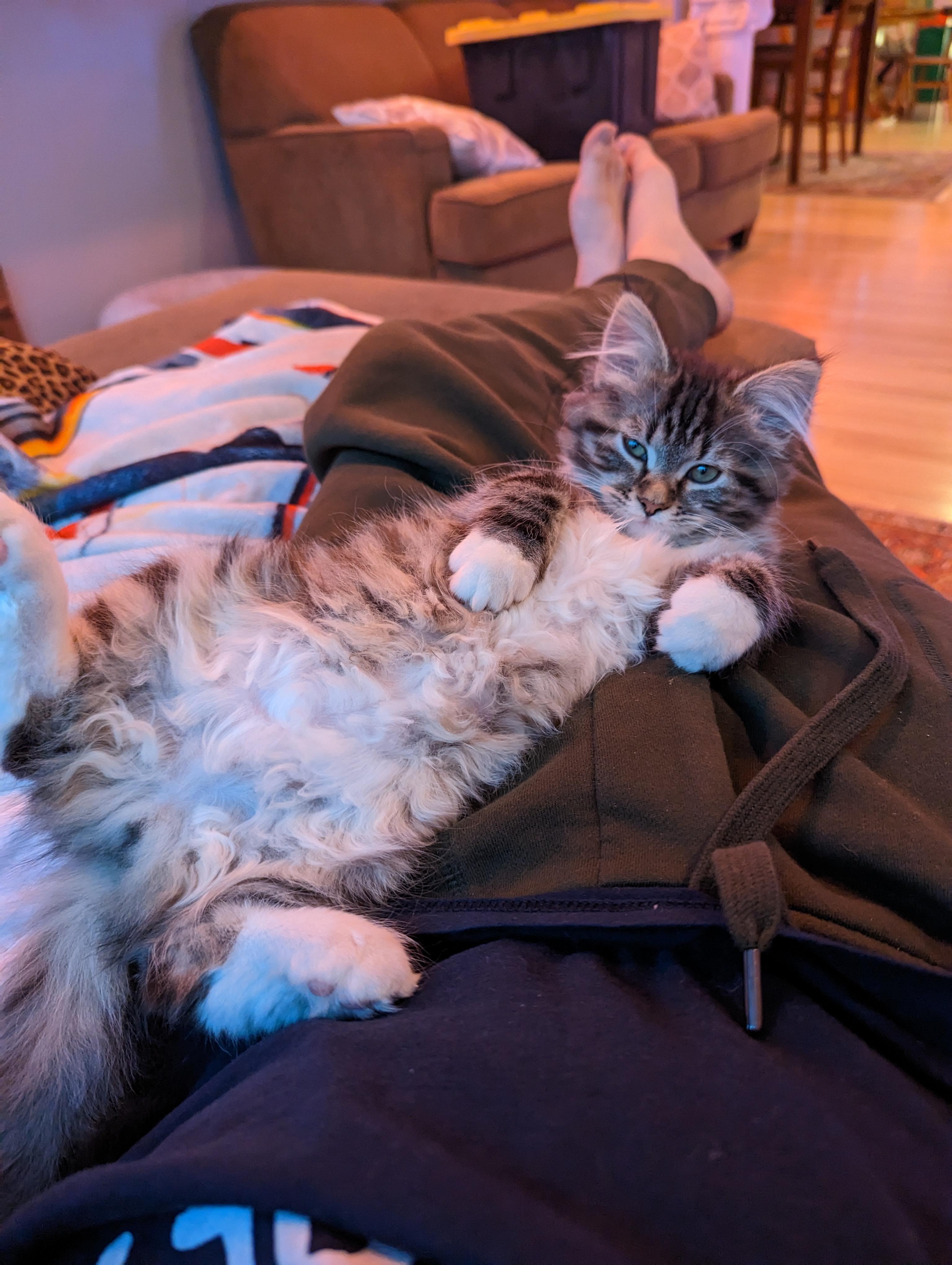 Discover more like SiberianCats: this is Stanley / Staniel / Stan the Man / Mr. Handsome .. he ...