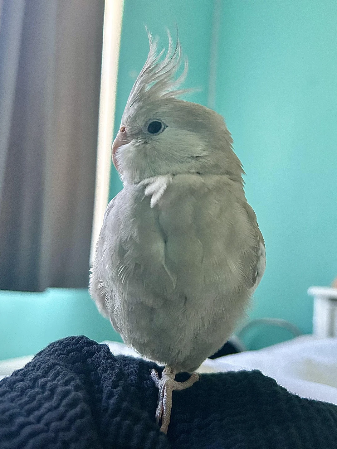 Floofy balancing act | Scrolller