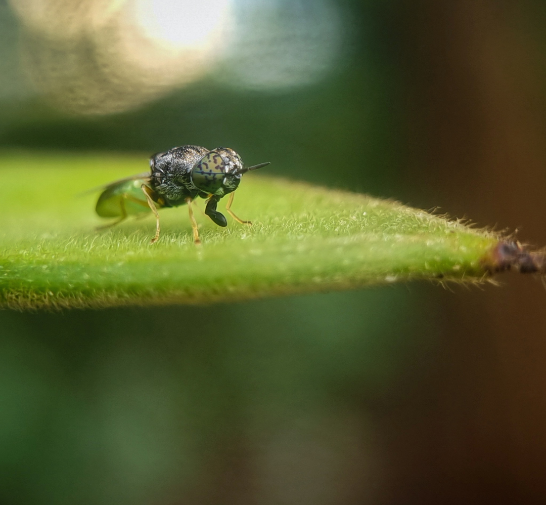 Some fly, Anyone knows its name? | Scrolller