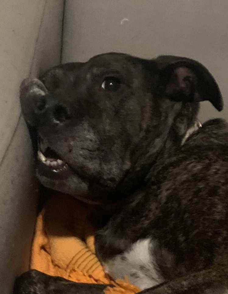 Seems comfy enough. | Scrolller