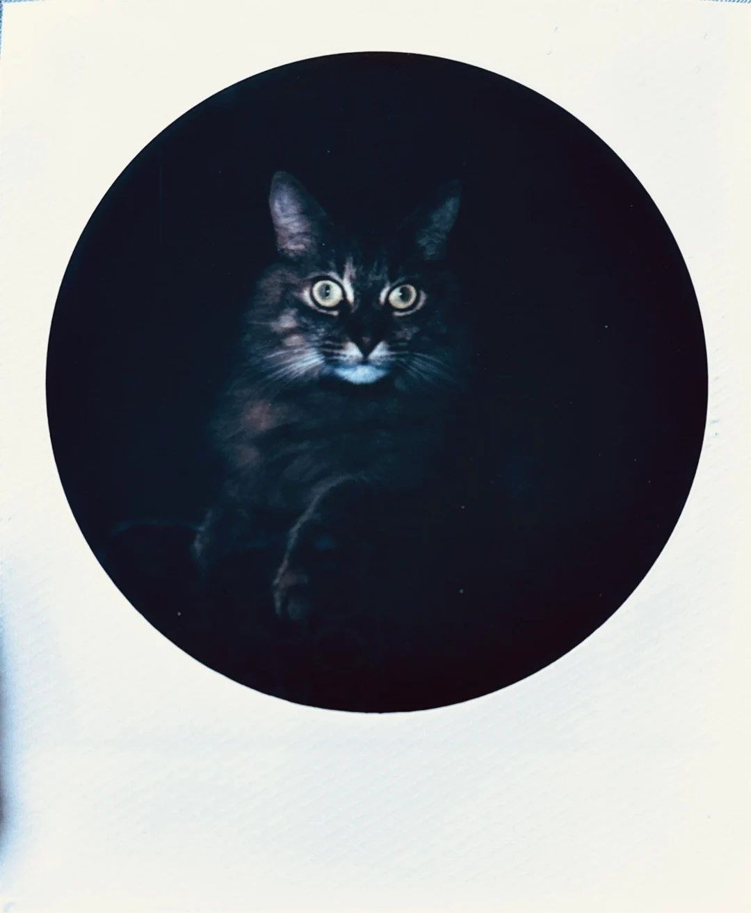 .willow in the void. | Scrolller