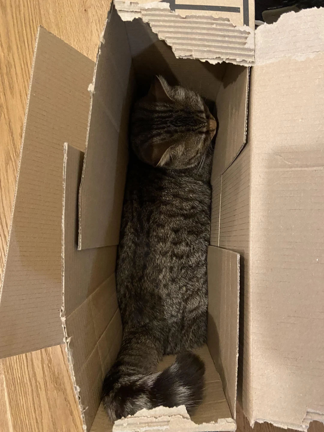 Amazon makes the best traps | Scrolller