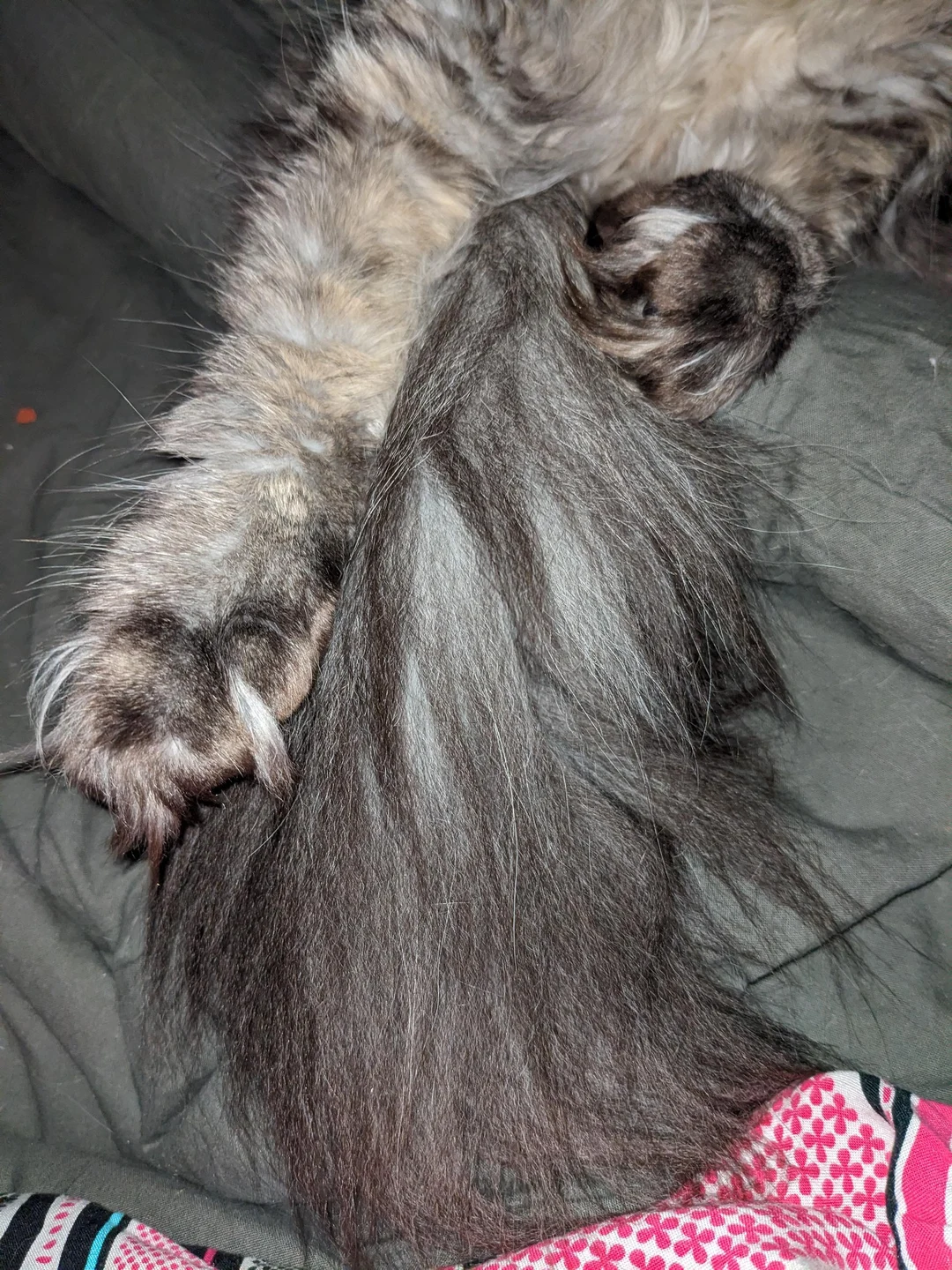 the elusive toe feathers | Scrolller