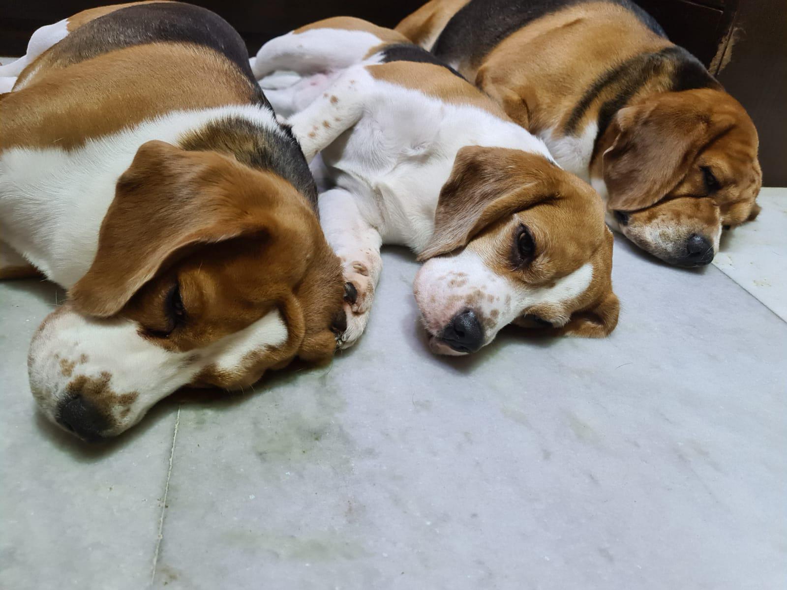 Beagle party | Scrolller