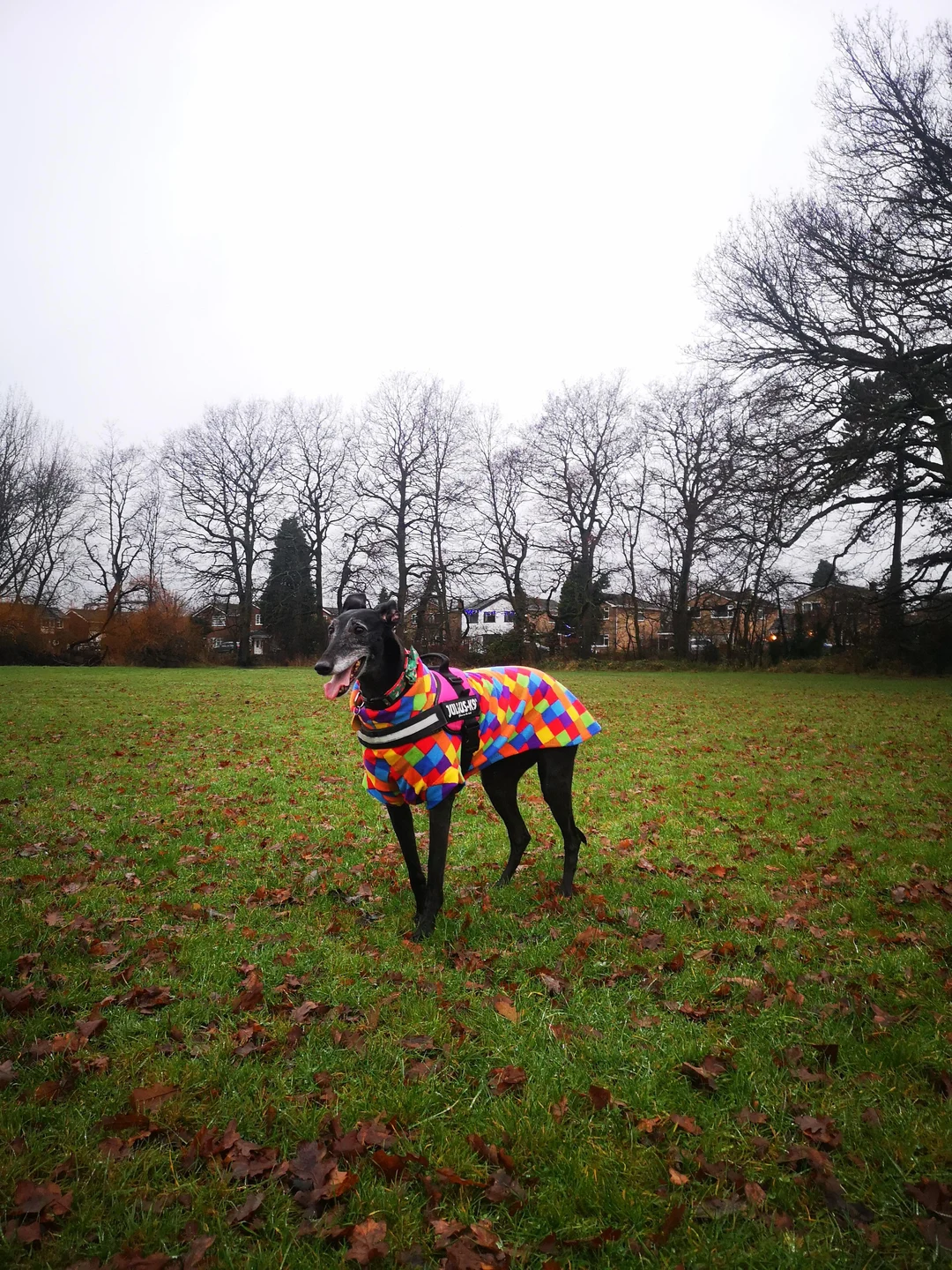Maddie the retired greyhound in her new winter coat! | Scrolller