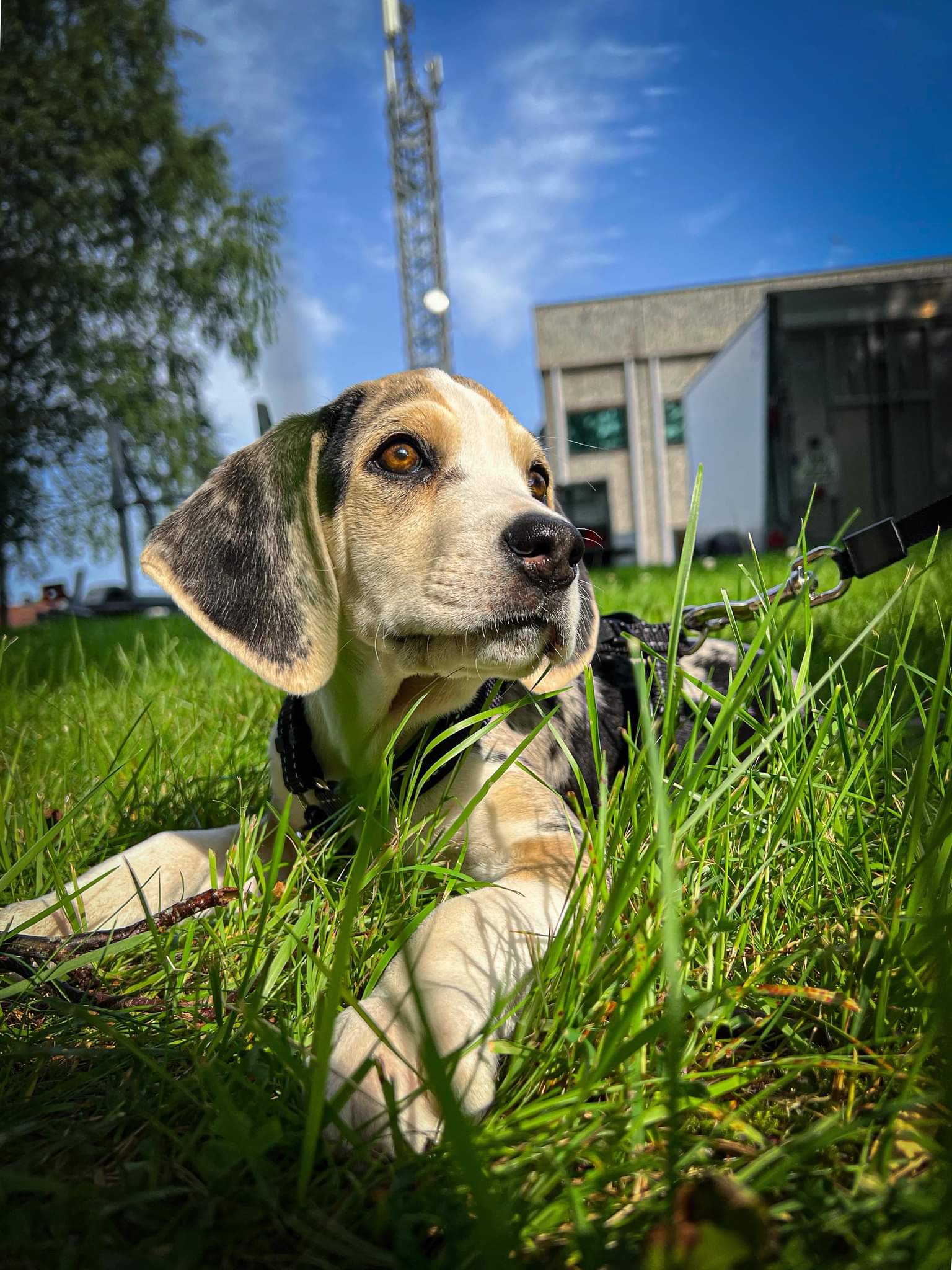 Meet Turbo [OC] | Scrolller