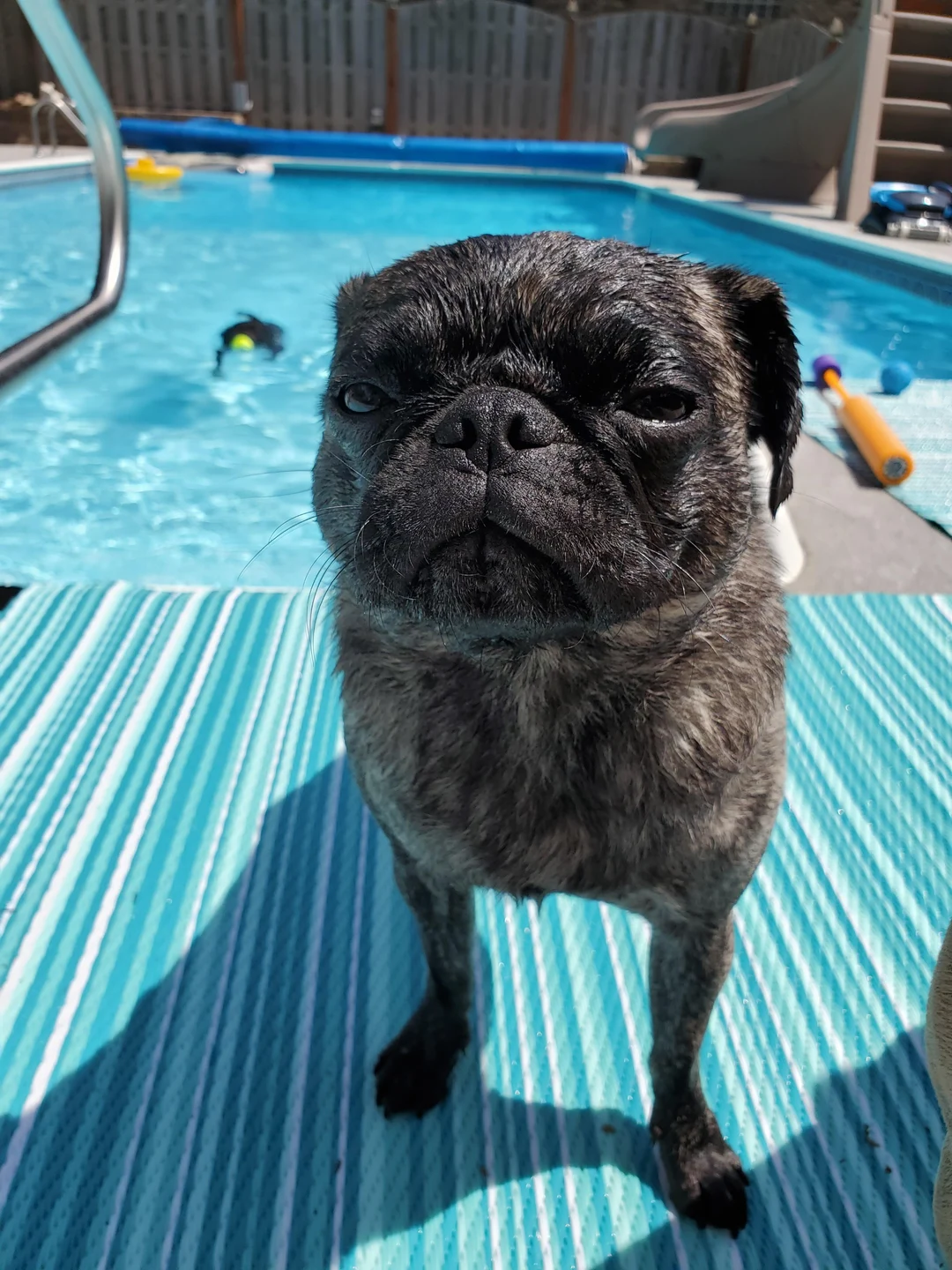 My little pool pug Sami :) | Scrolller