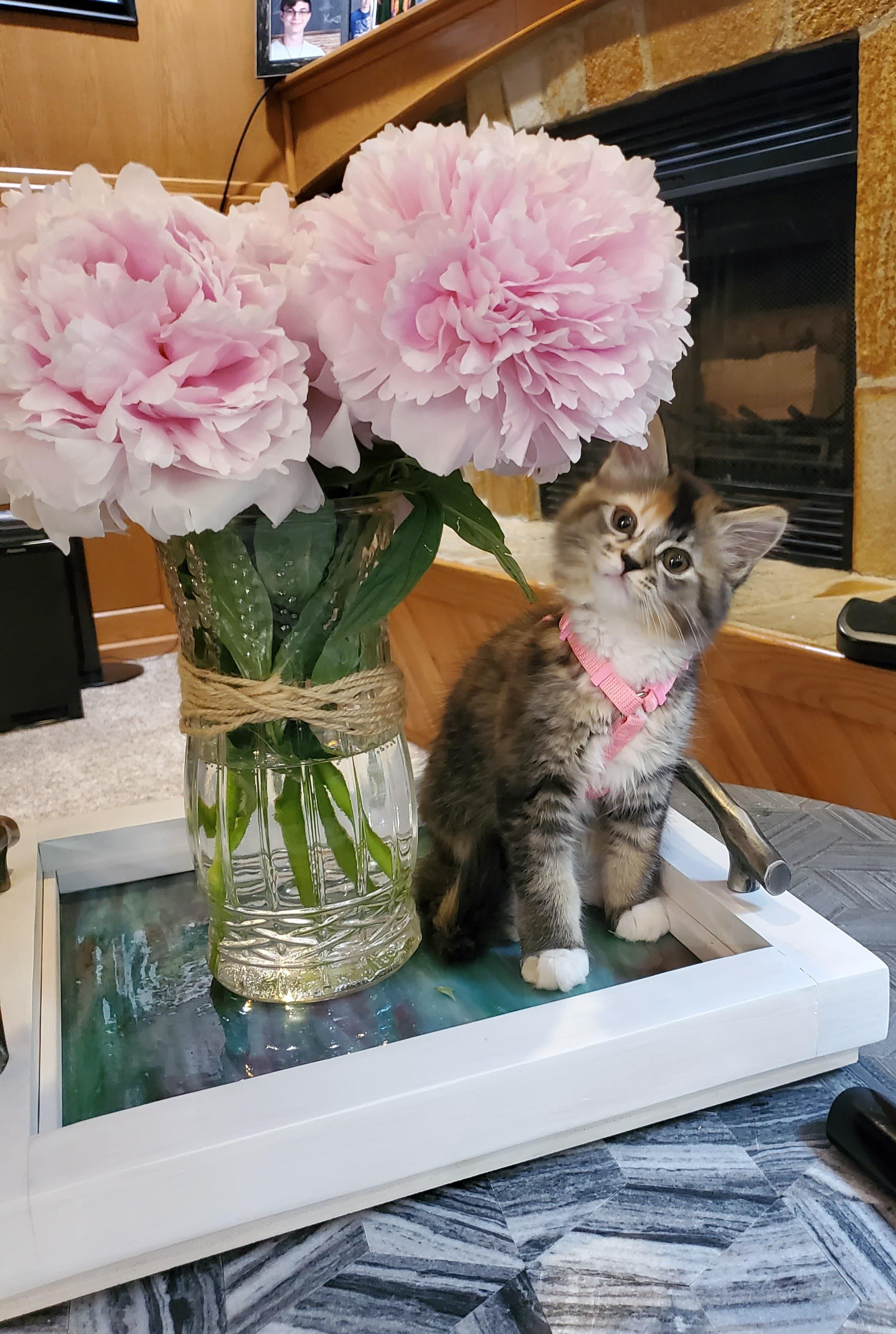 (OC) I match the peonies | Scrolller