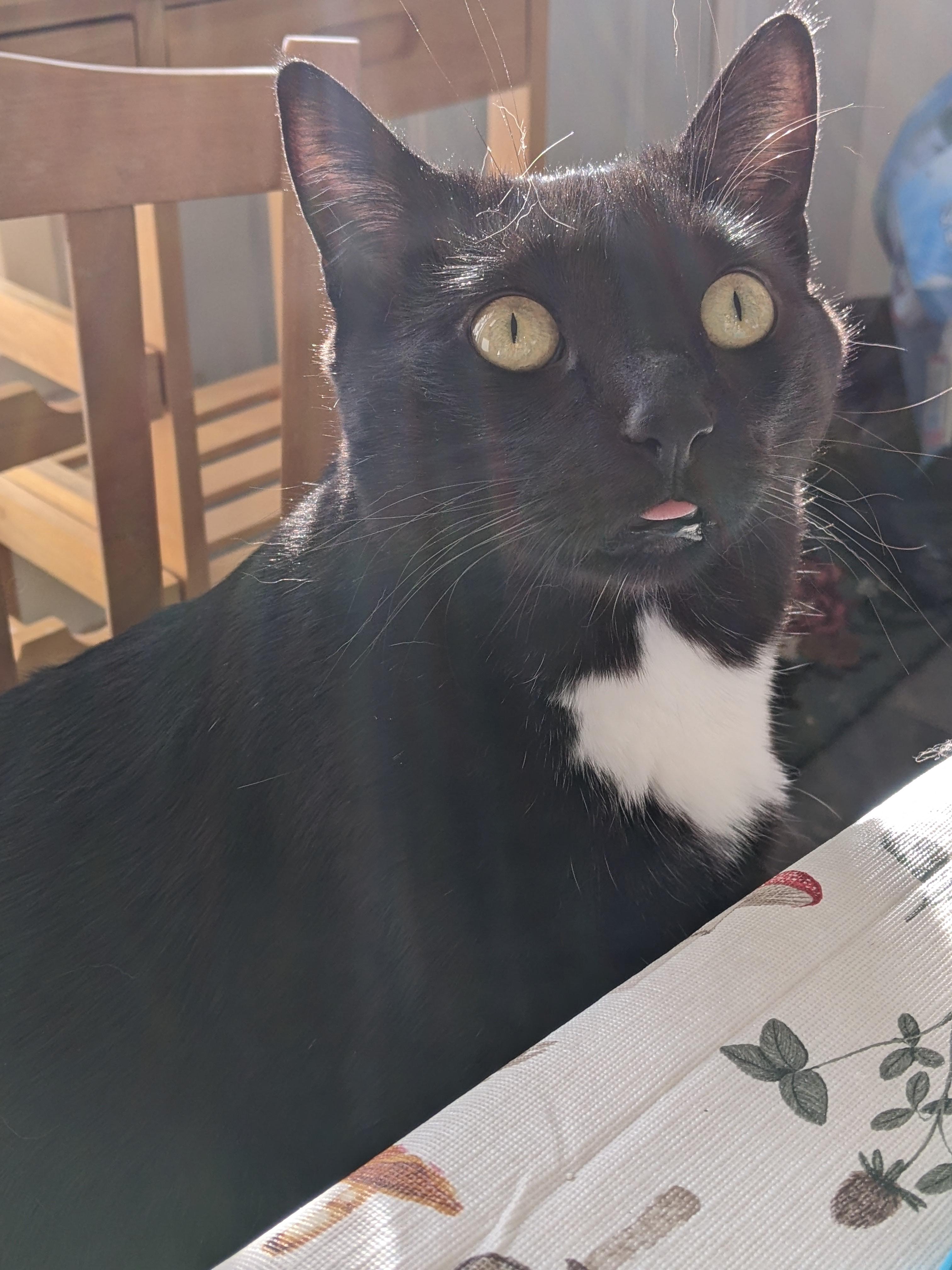Surprised blep | Scrolller