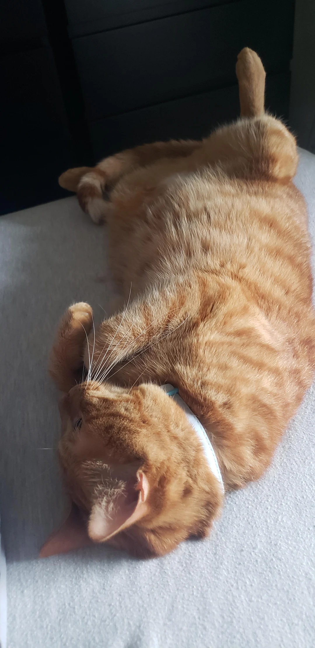 Facehug/ fluffy belly for y'all | Scrolller