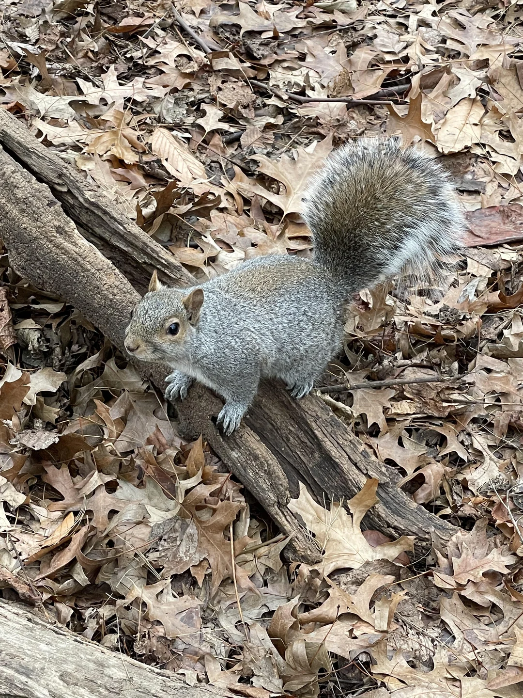 squirrel | Scrolller