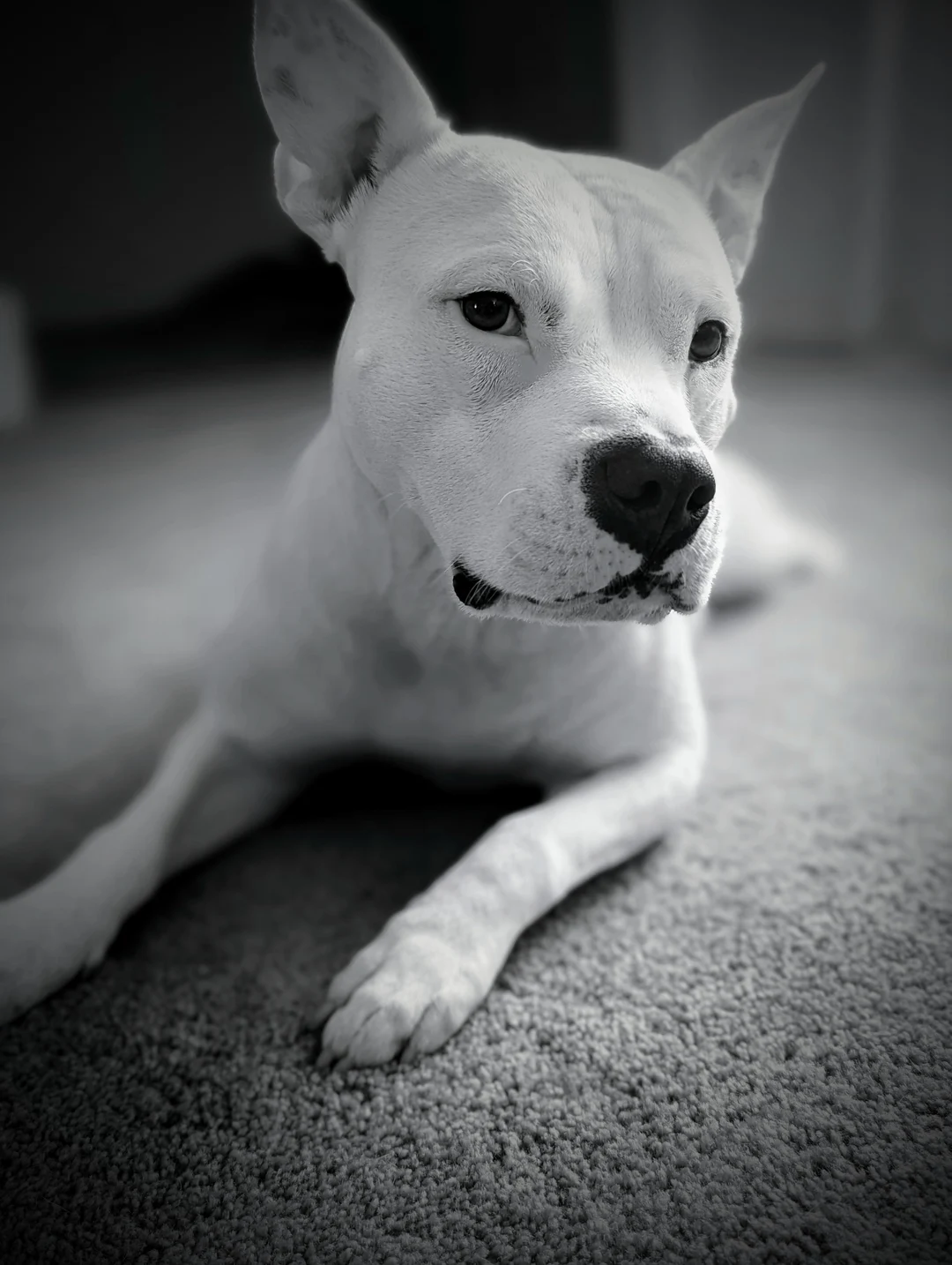 Prettiest Pitty that I ever did see. | Scrolller