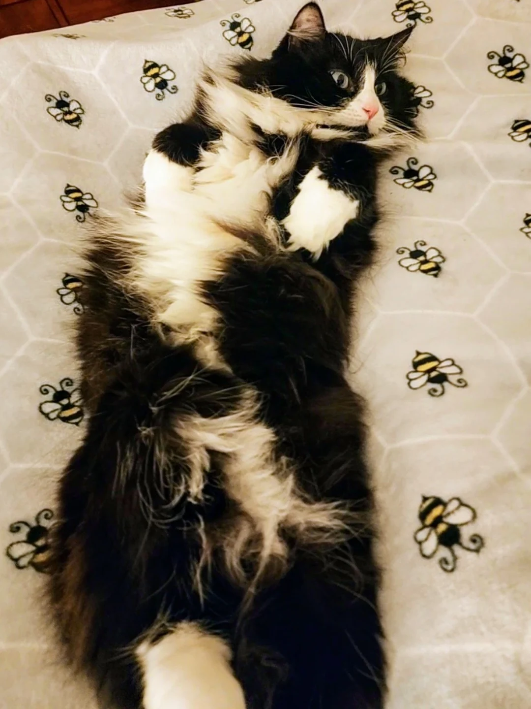 Life as a floof is so much work! | Scrolller