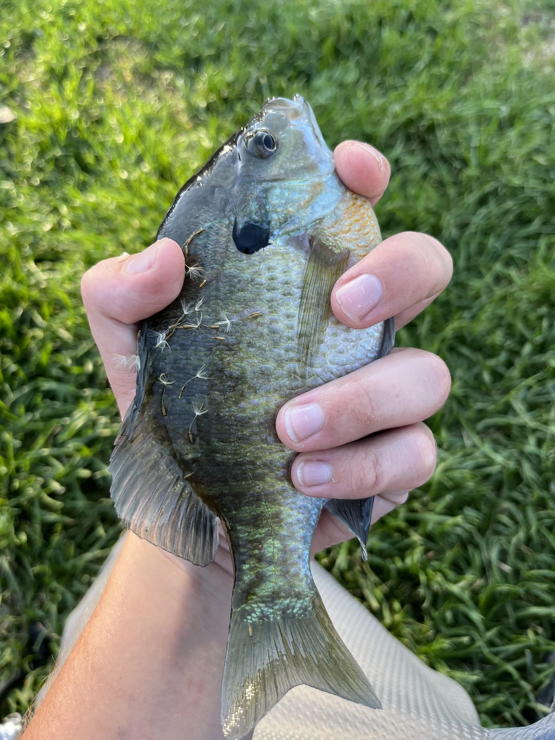 Bluegill fishing is way fun! | Scrolller