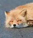 Discover more like Foxes: Red fox and Related Content | Scrolller