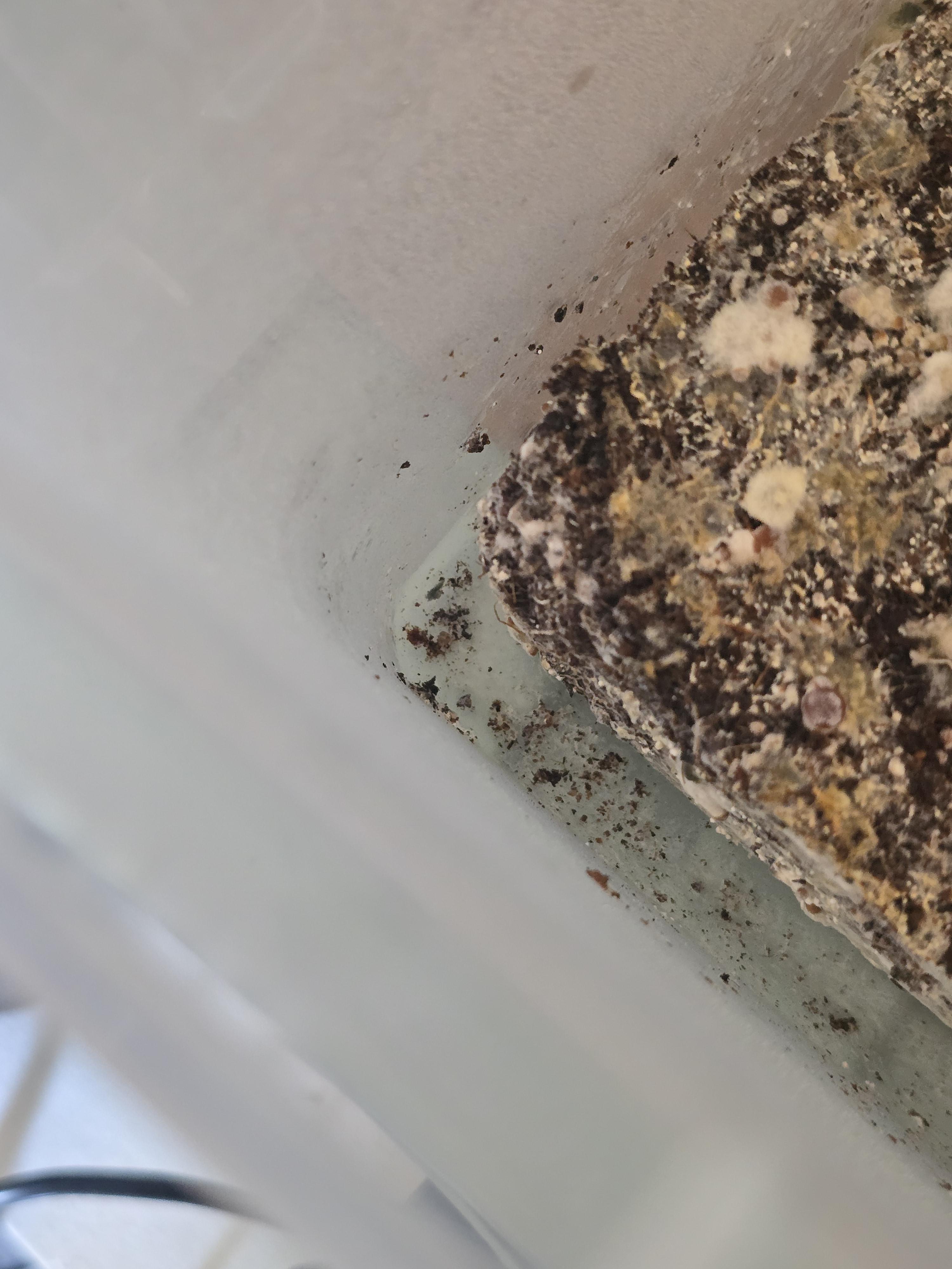 2nd flush, do you think this is contam? | Scrolller