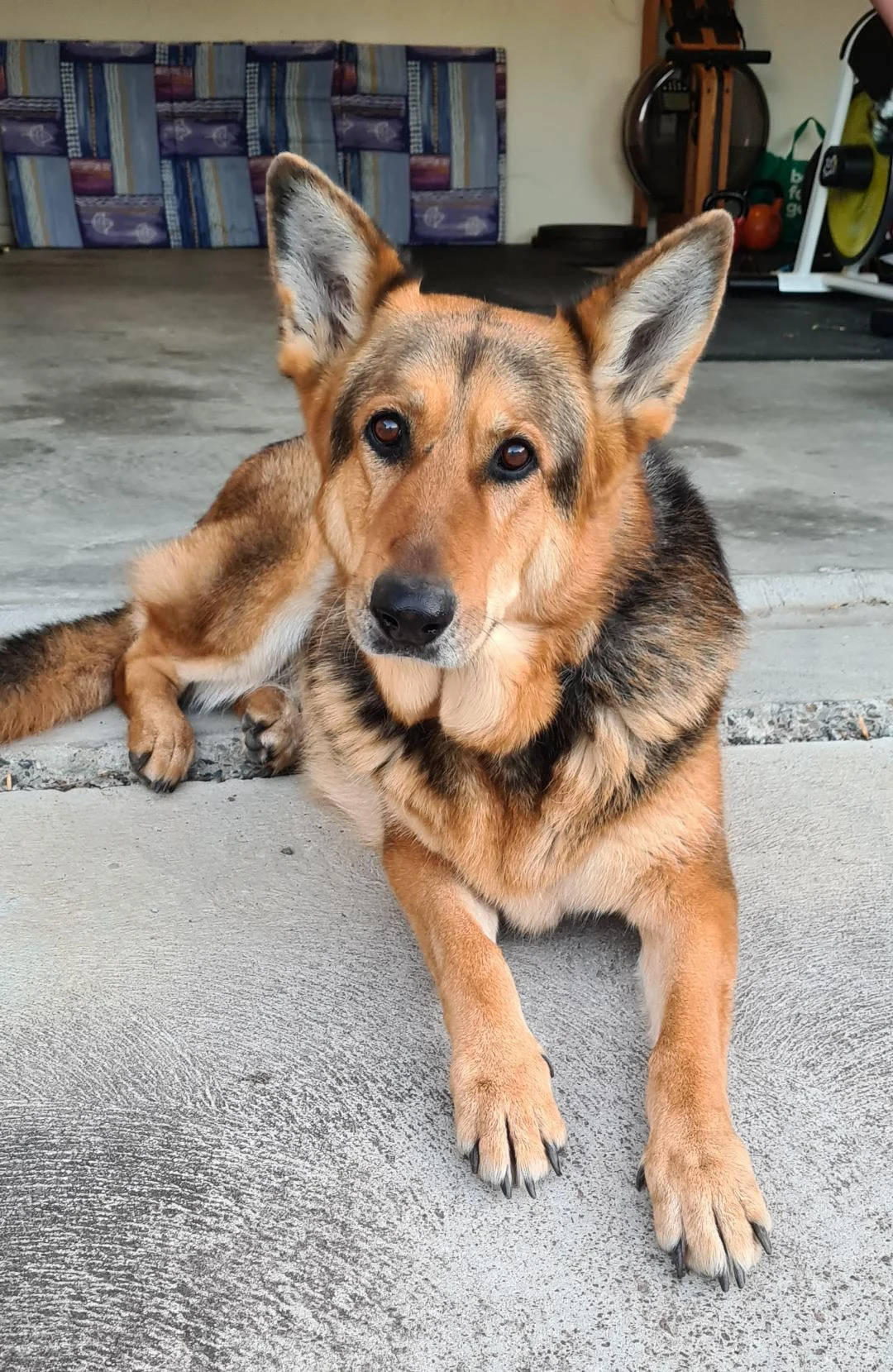 Our Chevy girl 💕 | Scrolller