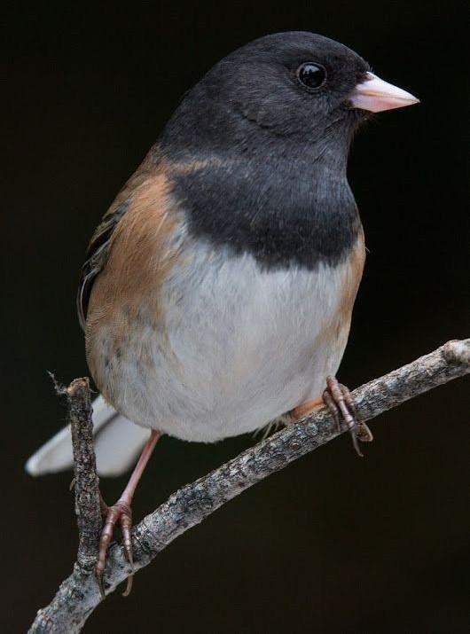 Dark Eyed Junco | Scrolller