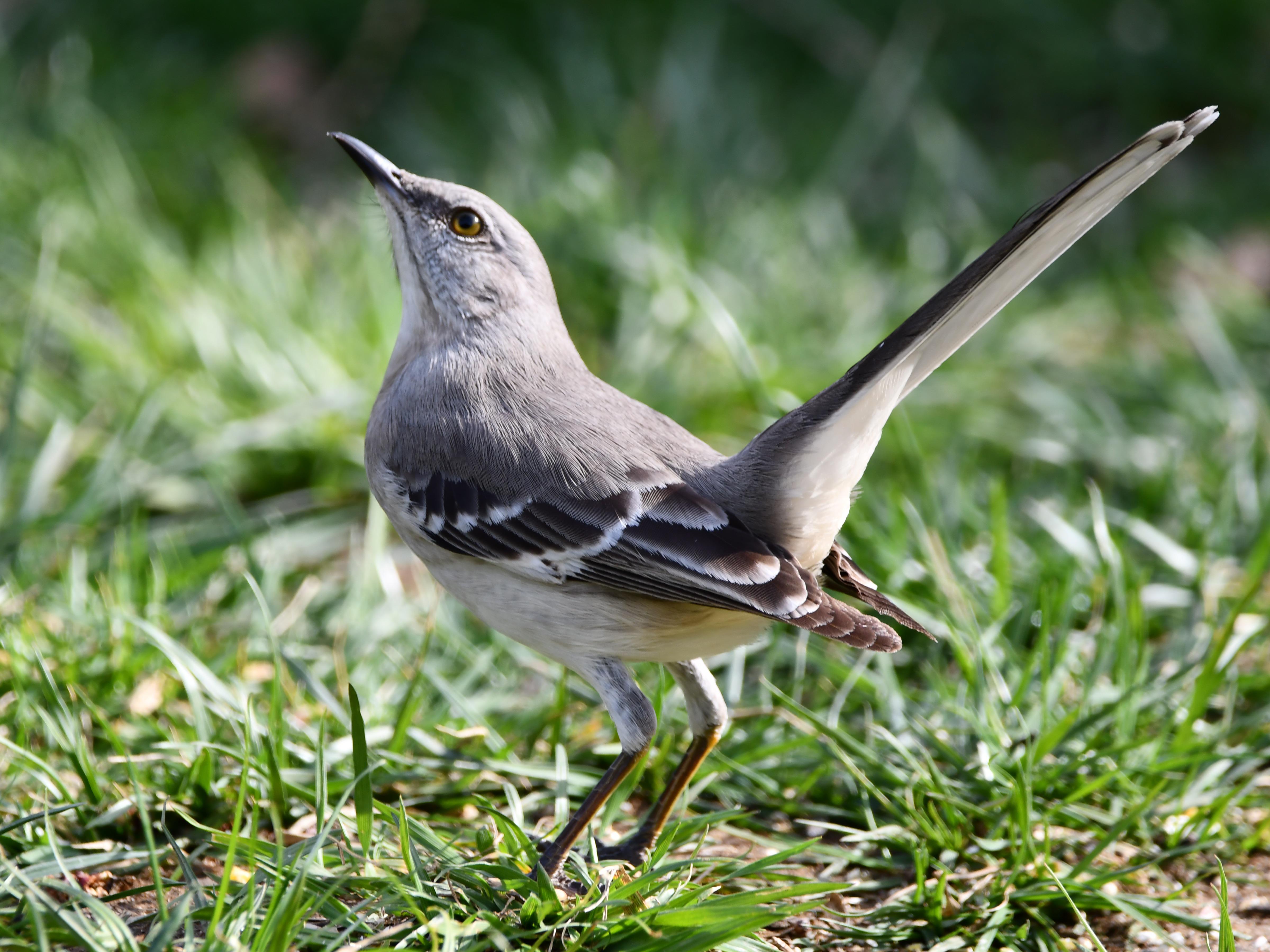 Northern Mockingbird | Scrolller