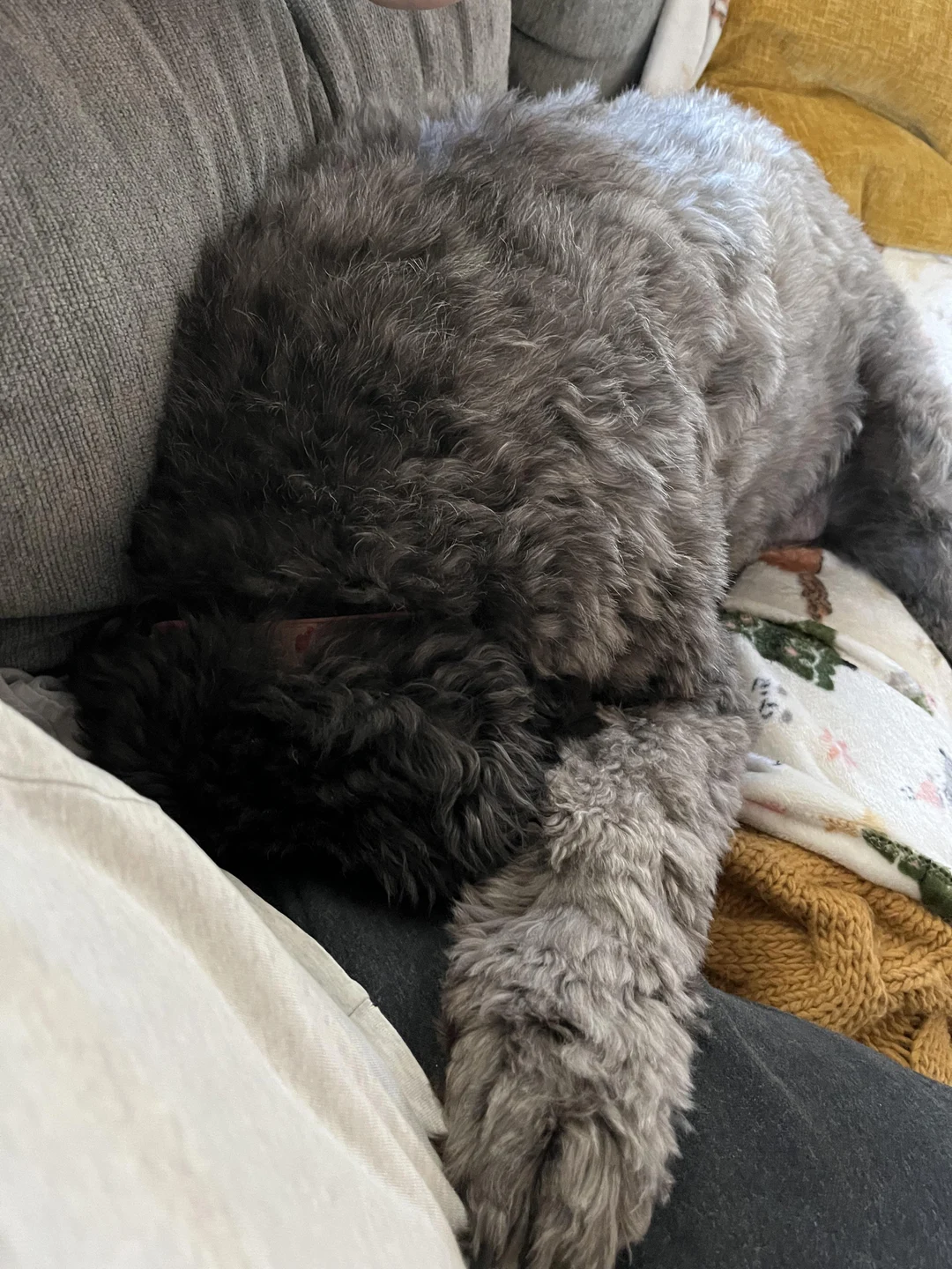 She had a ruff day | Scrolller