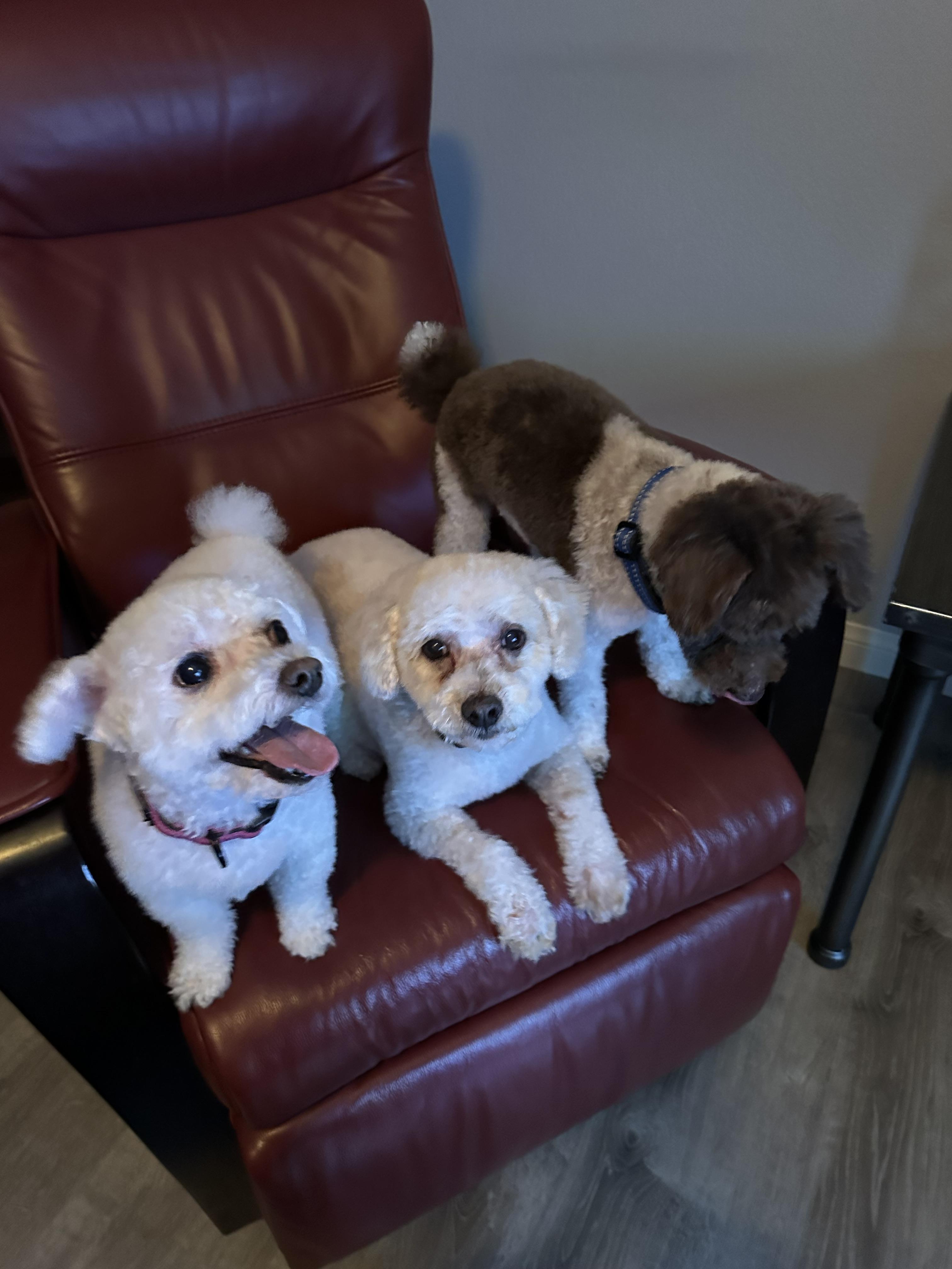 Moxie, Mayhem and Mischief before and after grooming. | Scrolller