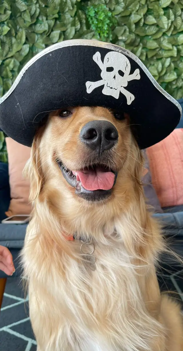 Aye Aye Captain! | Scrolller