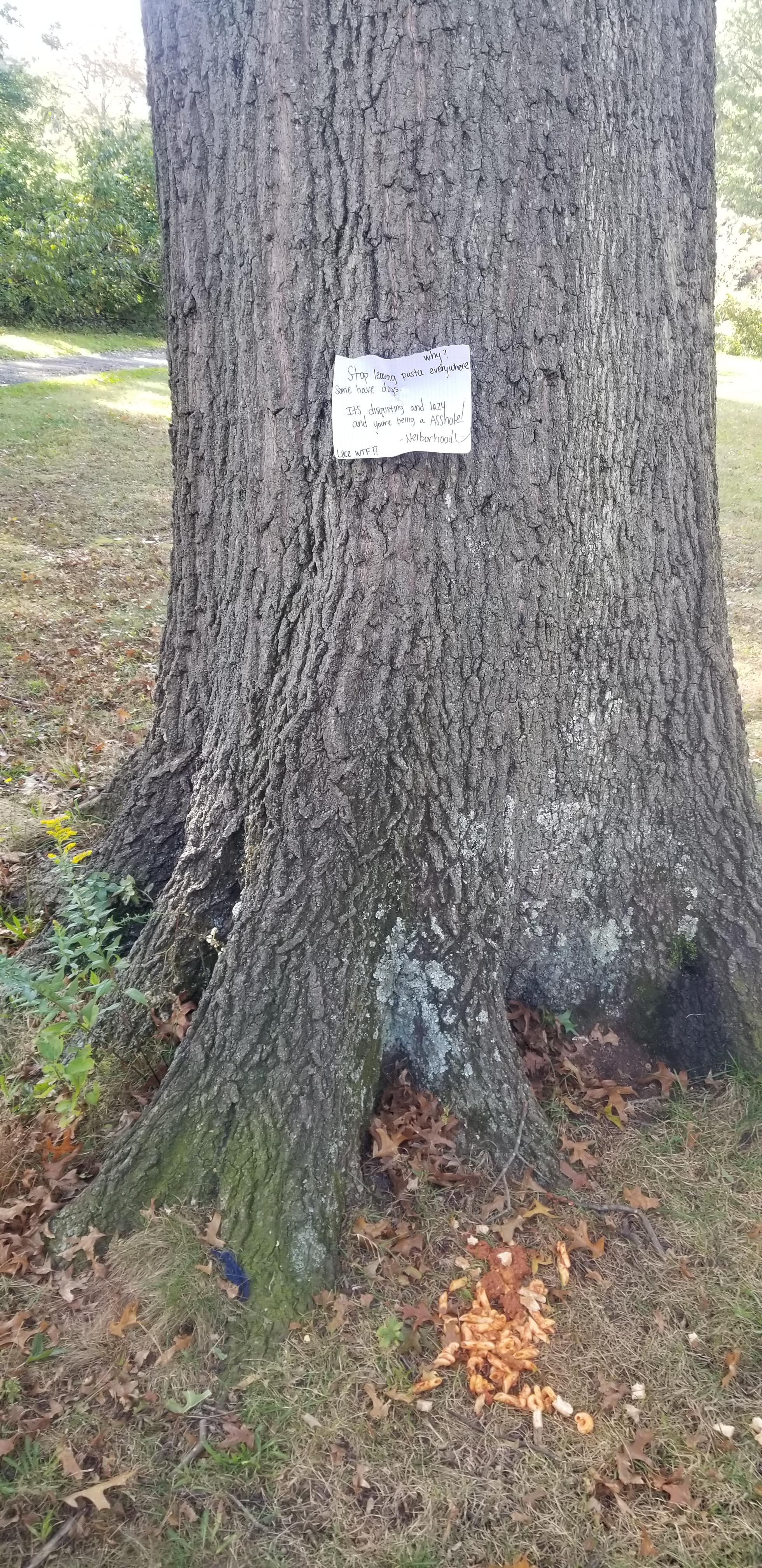 Shenanigans in the park | Scrolller